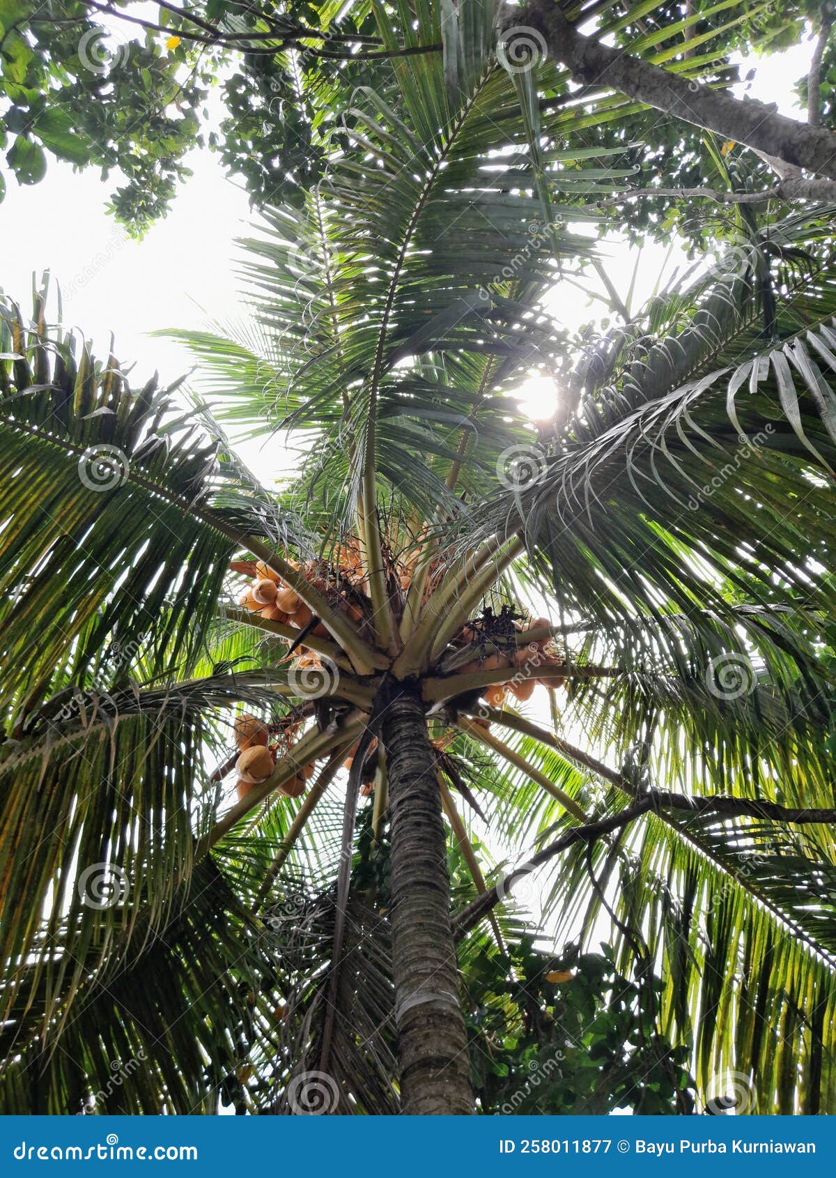 Coconut Tree sunlight stock image. Image of branch, flower - 258011877