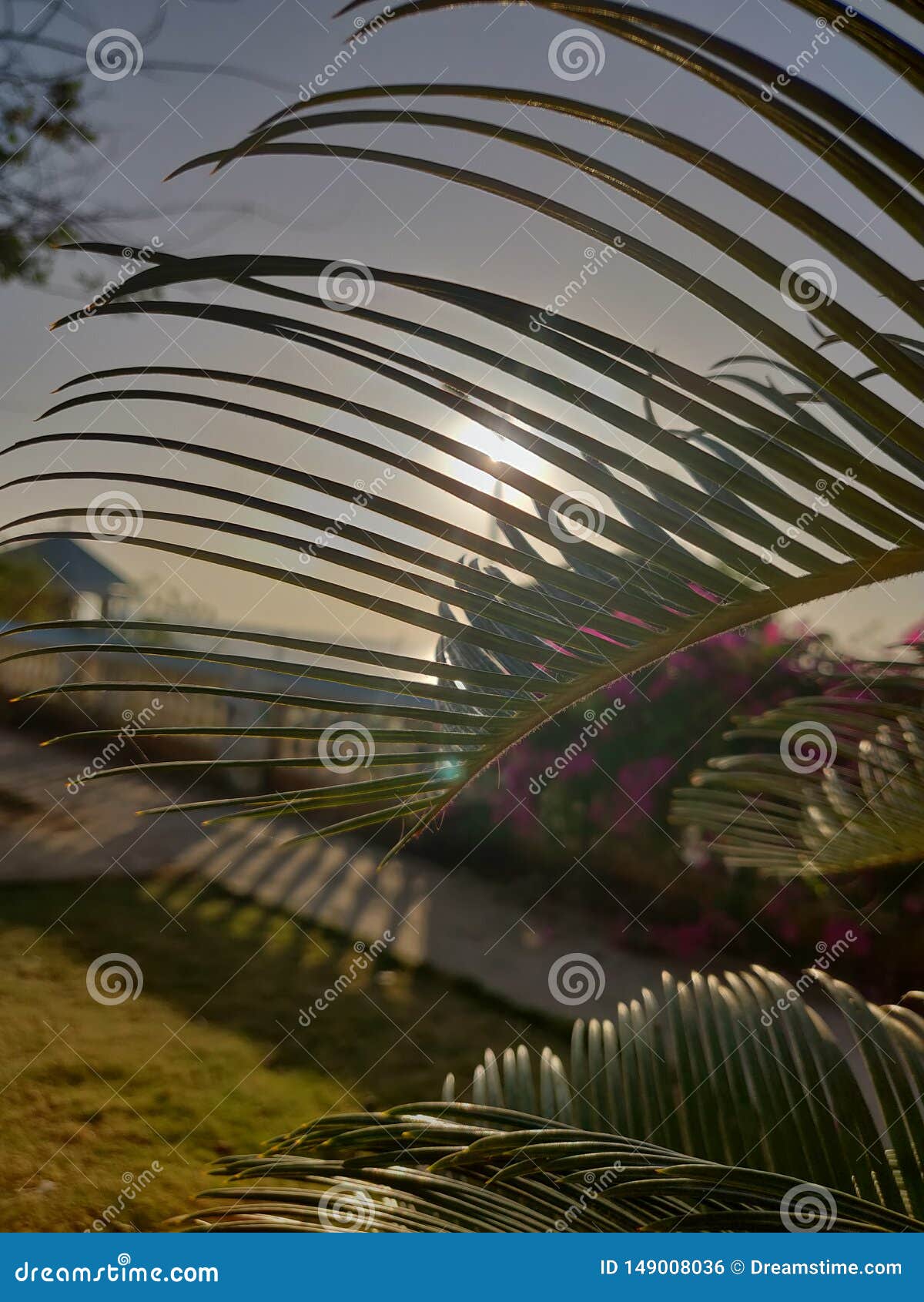 Under the coconut tree stock photo. Image of nature - 149008036