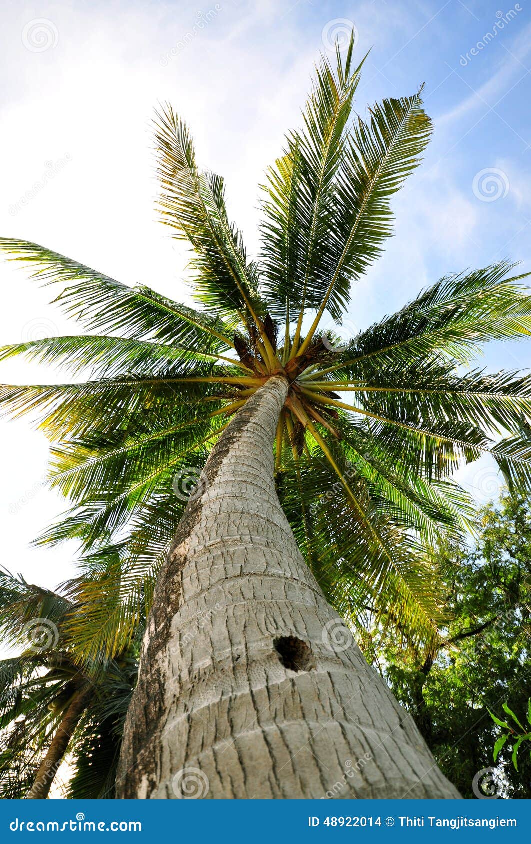 Under the coconut tree stock photo. Image of cloud, background - 48922014