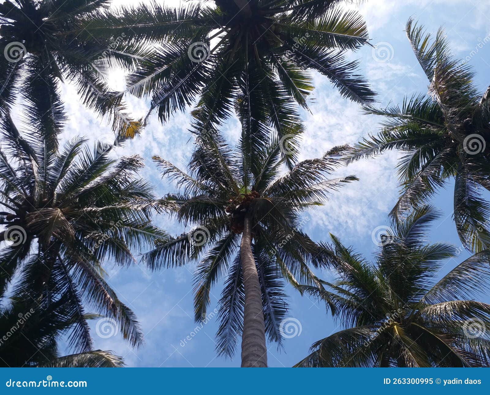 Under the coconut trees stock image. Image of resort - 263300995