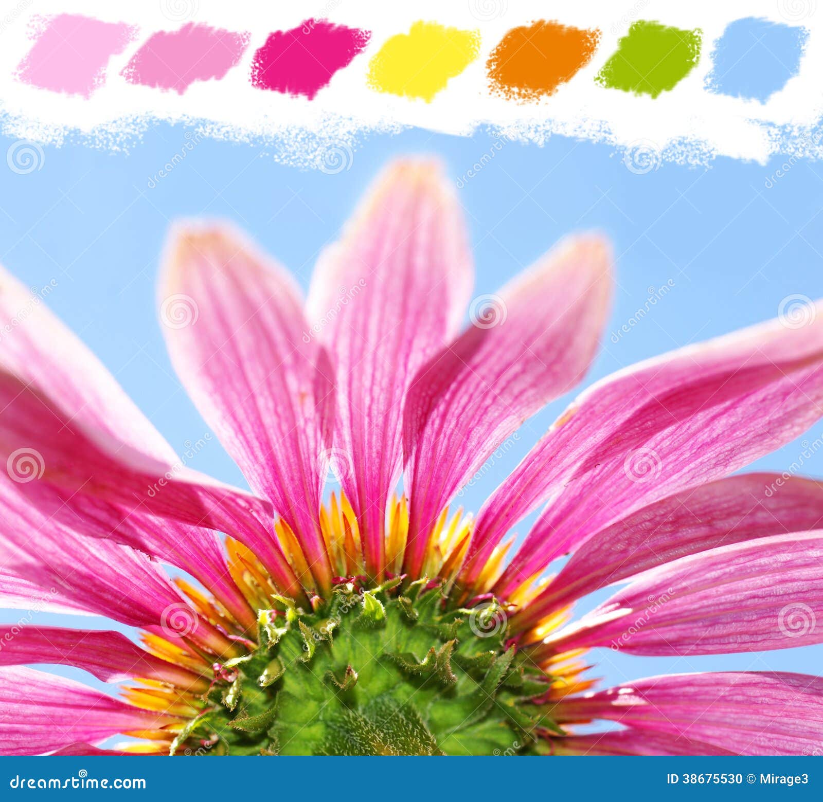 Under a Coneflower Color Palette Stock Photo - Image of core, echinacea ...