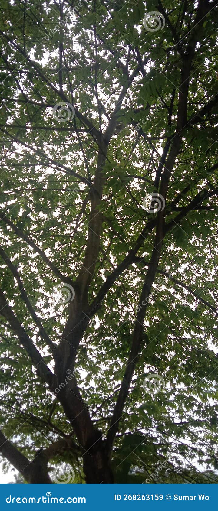 Under the Cool Shade of Trees Stock Image - Image of green, tree: 268263159