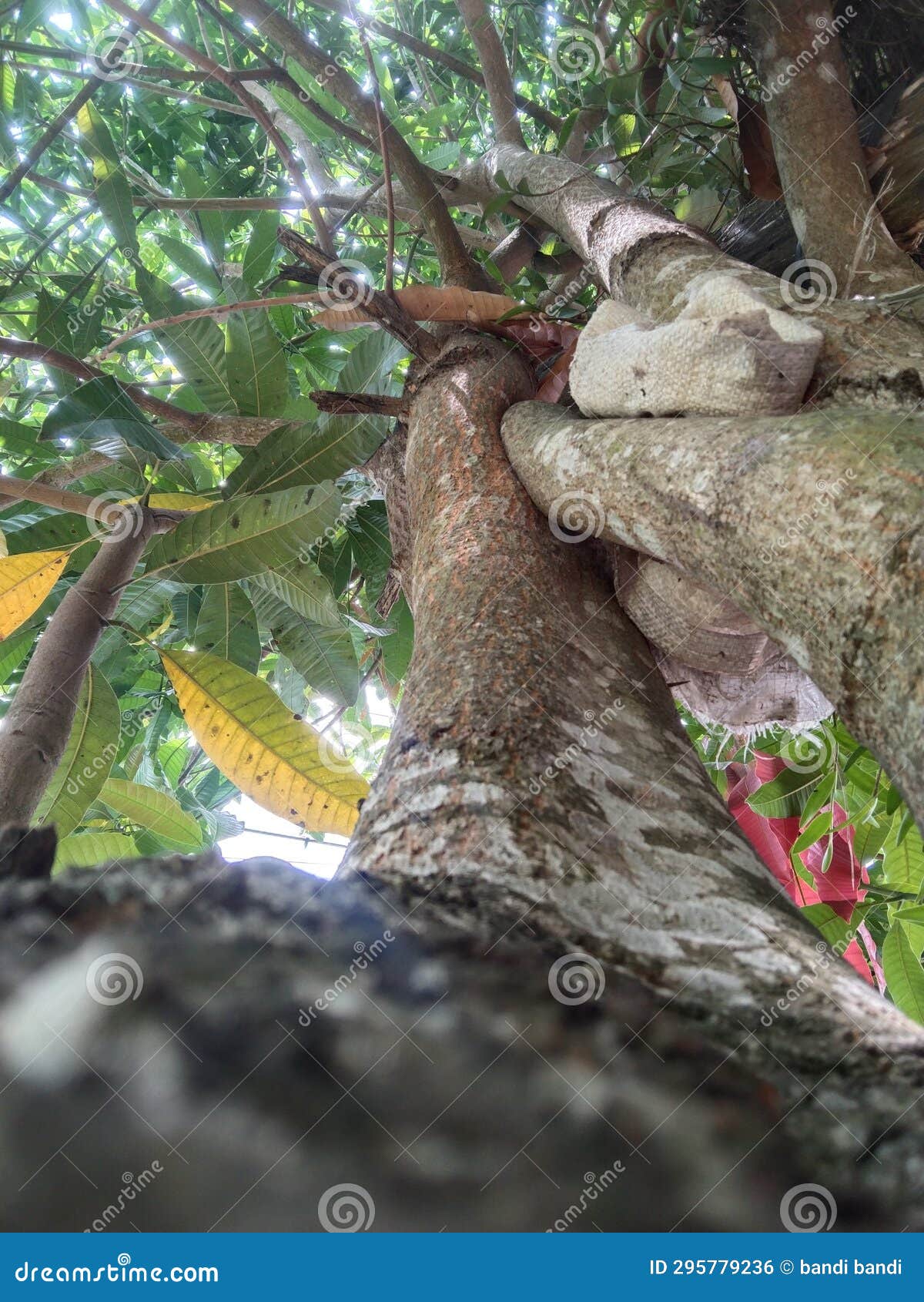 Under a Cool and Shady Tree Stock Photo - Image of tree, shady: 295779236