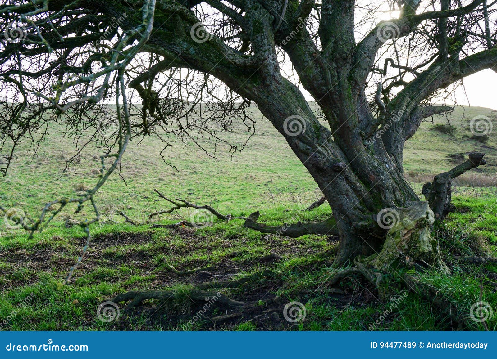 Under the crooked tree stock image. Image of clouds, naturephotography ...