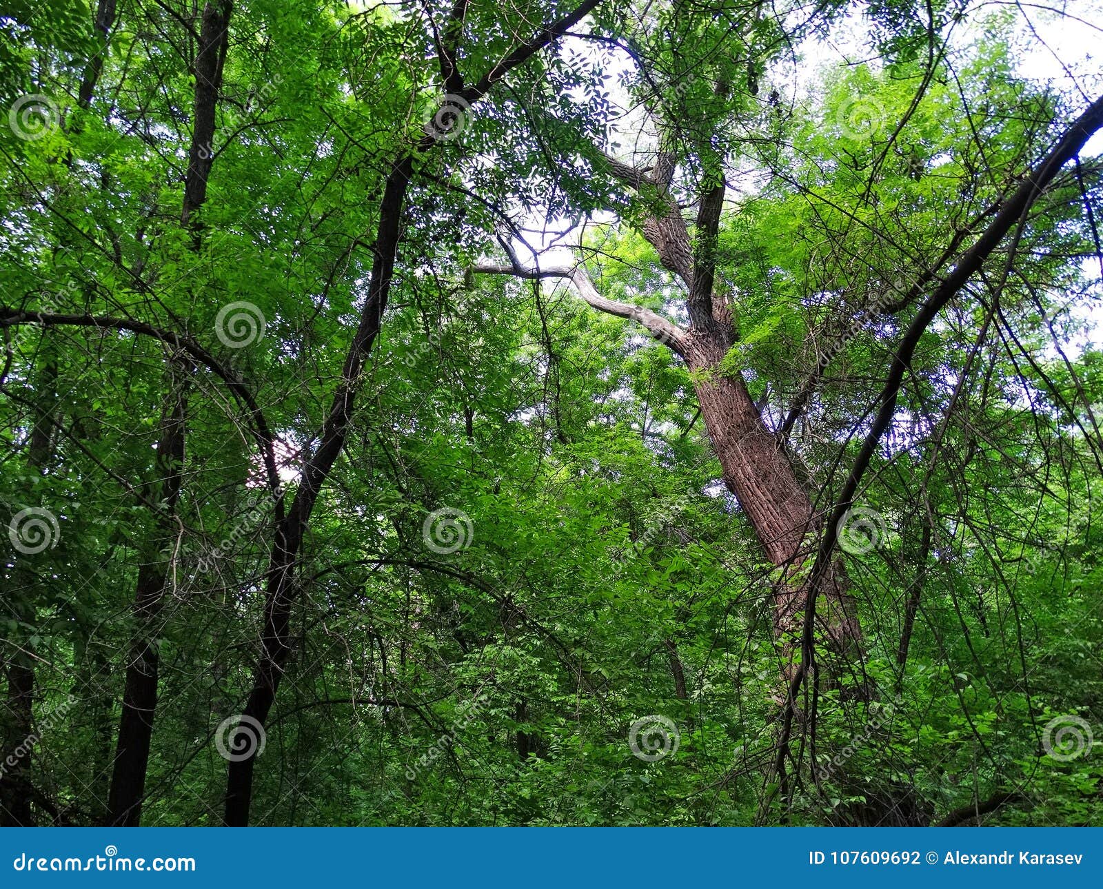 The Crowns of the Trees Interlock Overhead Stock Photo - Image of plant ...