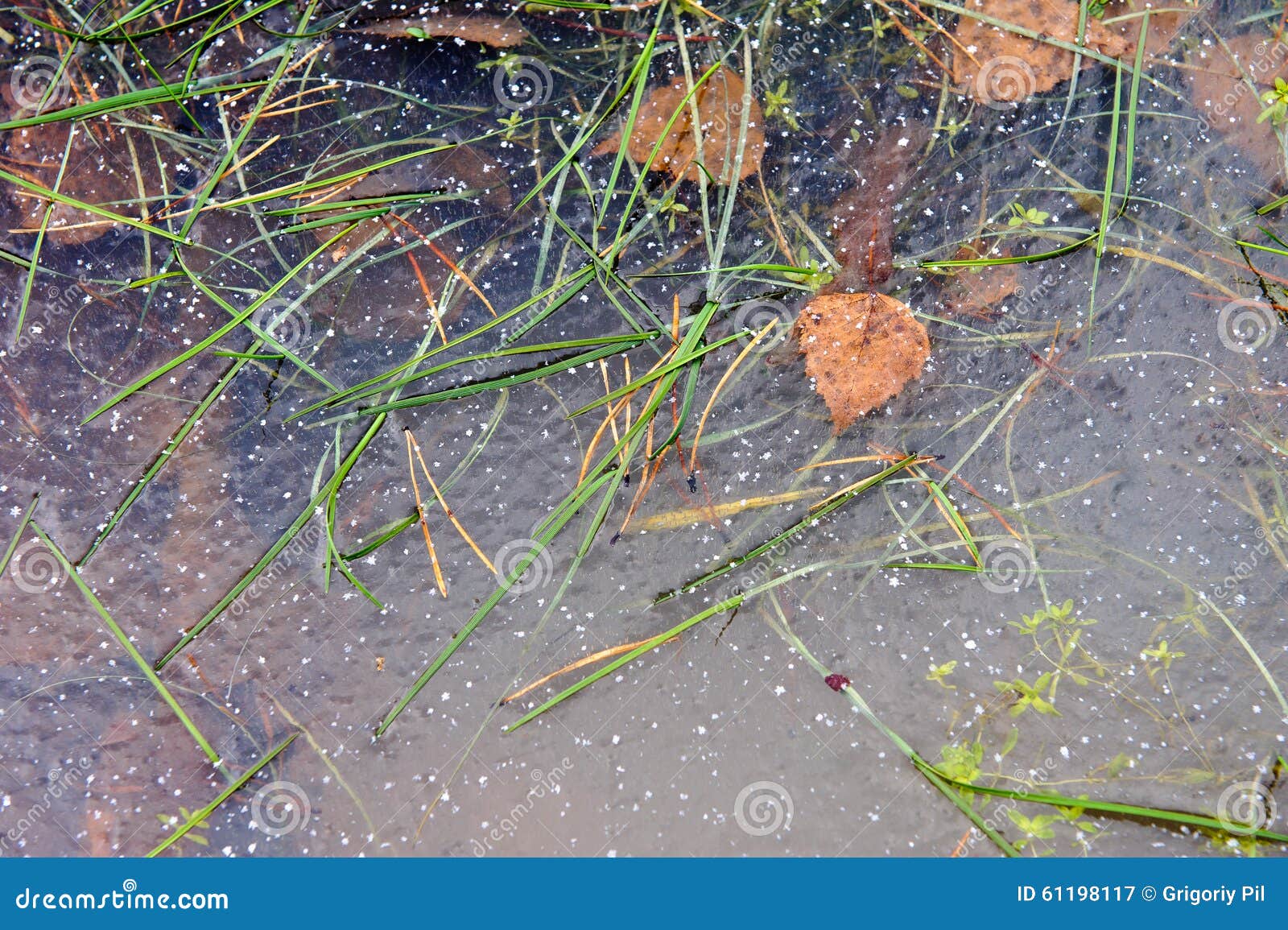 Under the crust of ice stock image. Image of moody, pond - 61198117