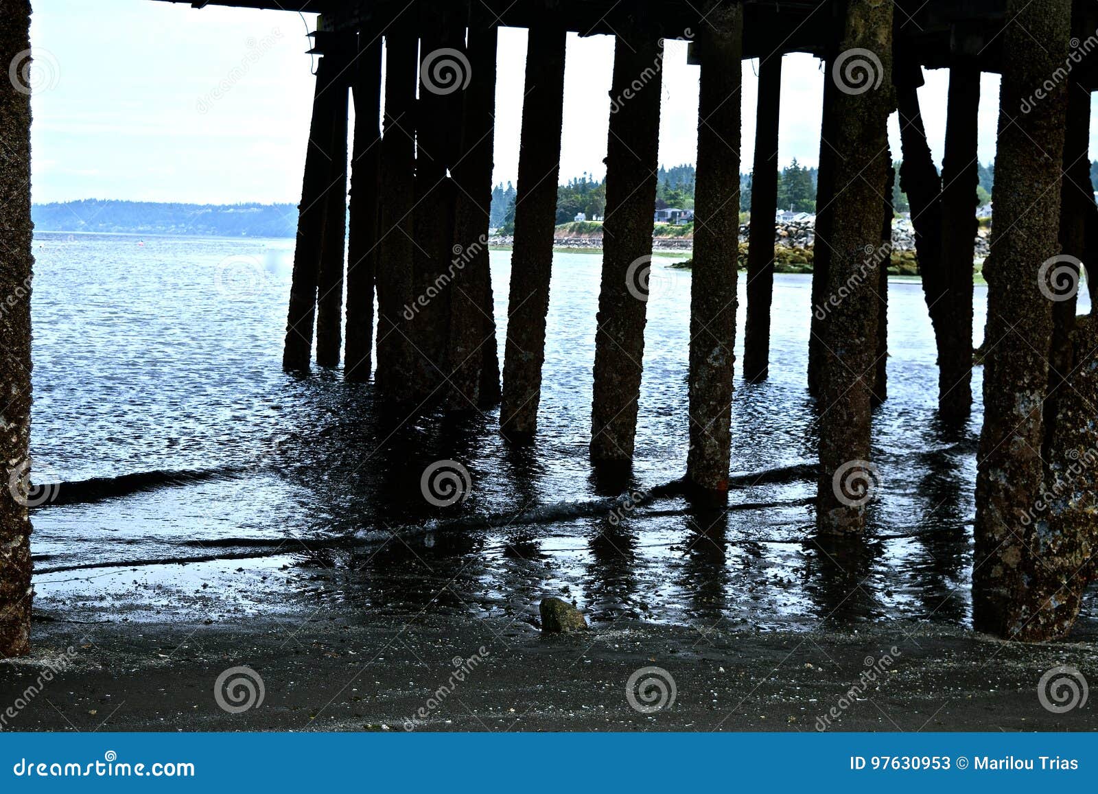 Under the Docks stock image. Image of leeches, poles - 97630953