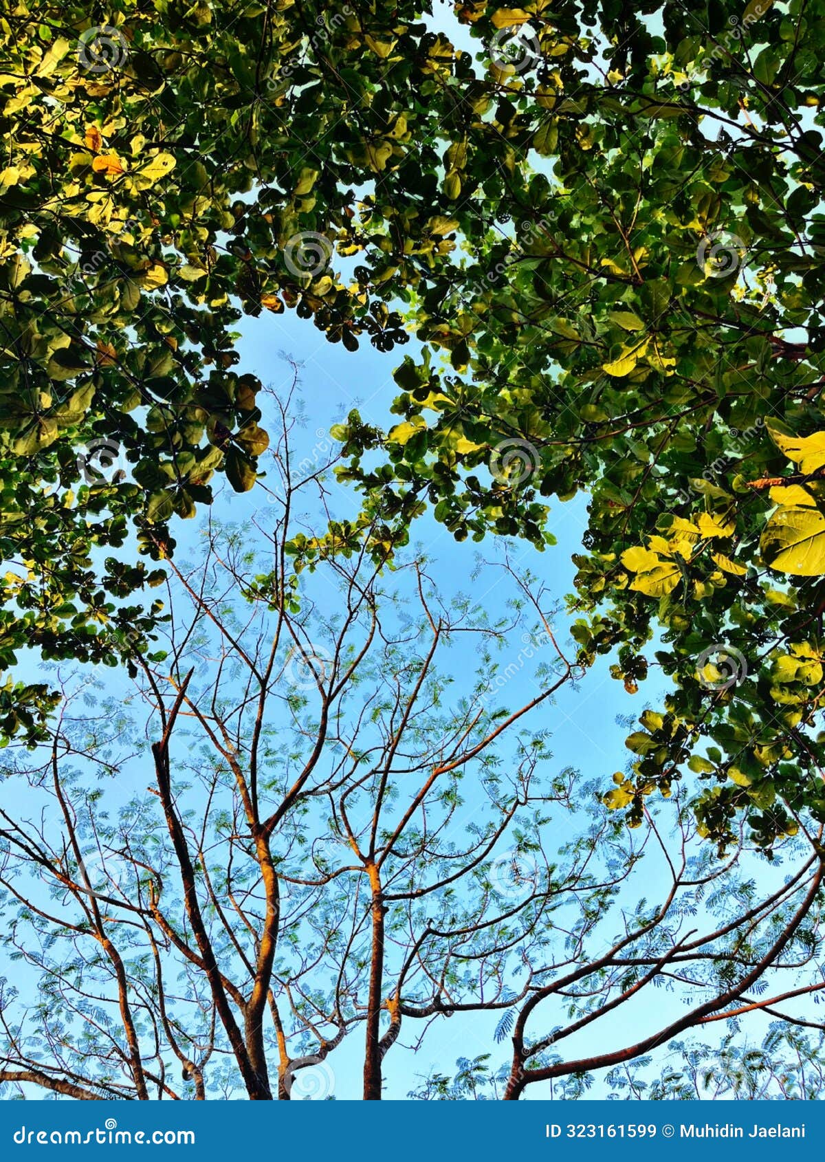 Under a fairly shady tree stock image. Image of stalk - 323161599