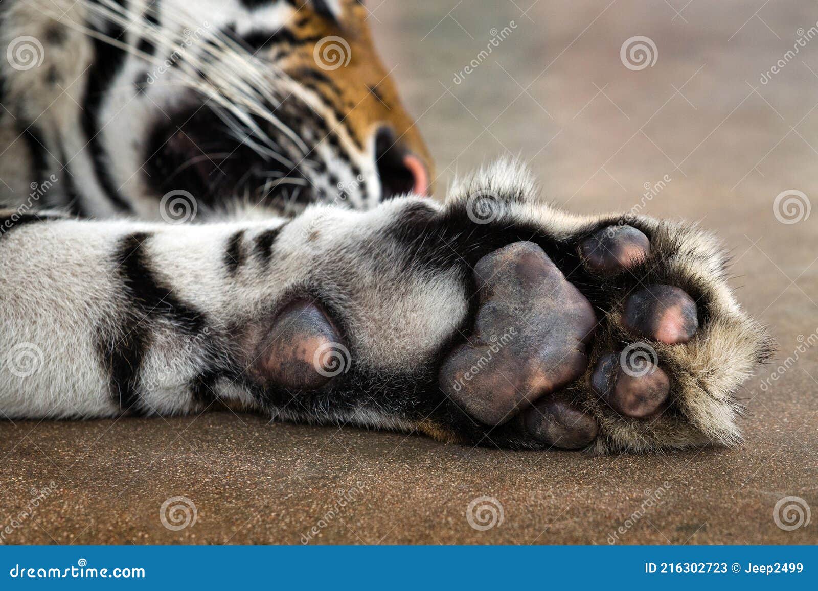 Asian Tiger Mosquito With A Belly Full Of Blood On The Leaves Stock ...