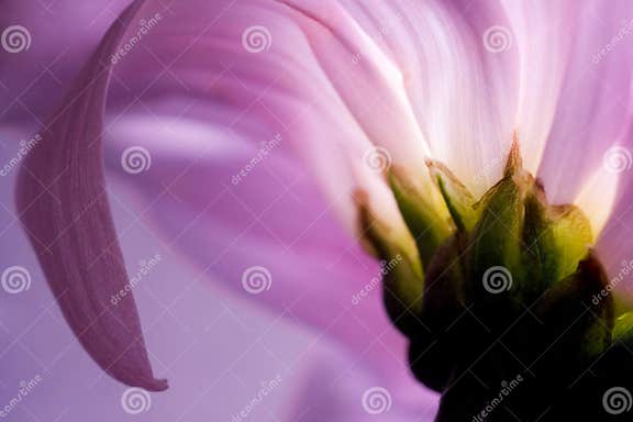 Under the Flower stock photo. Image of flower, pure, pretty - 38856060