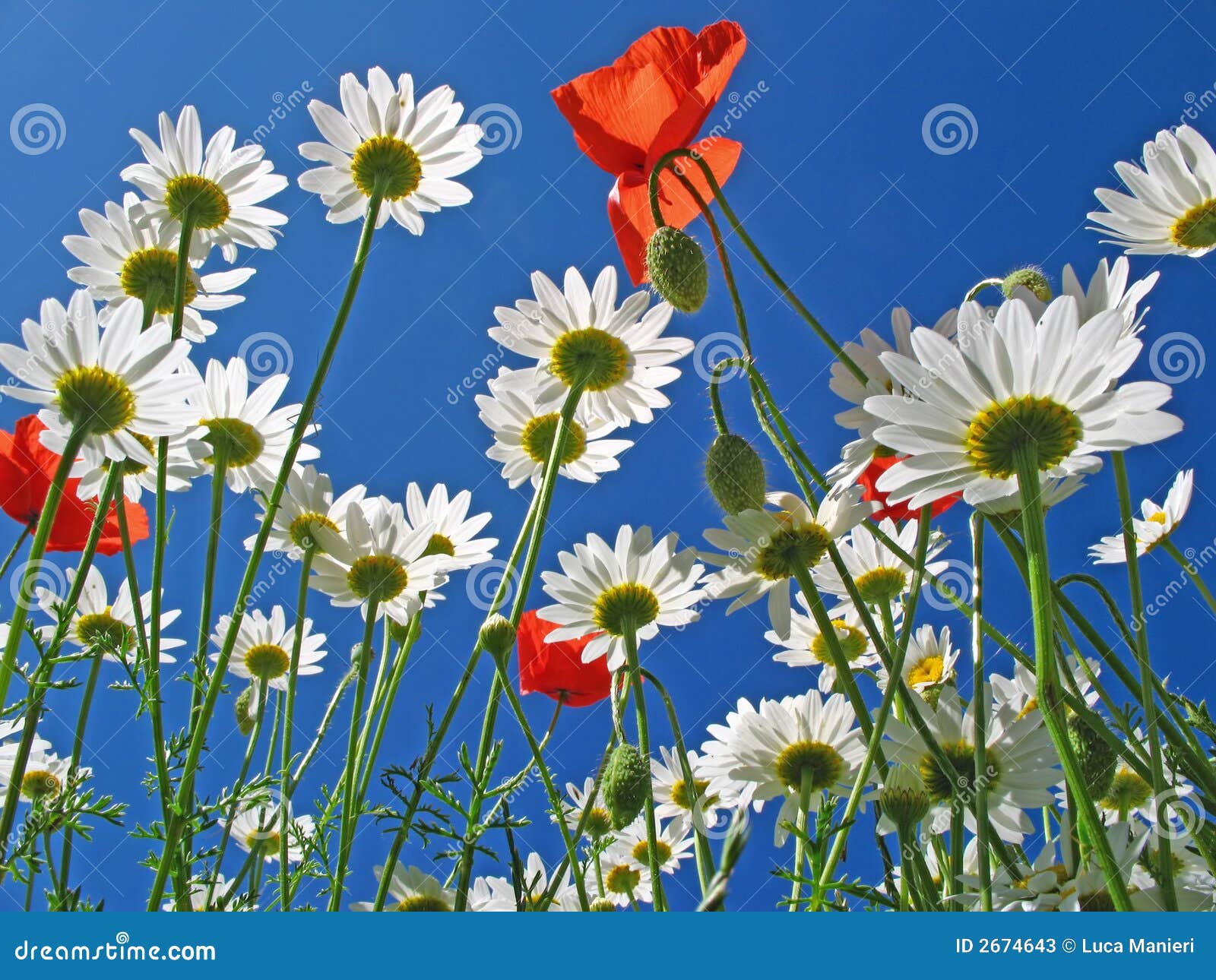Under the flowers stock image. Image of blue, yellow, spring - 2674643