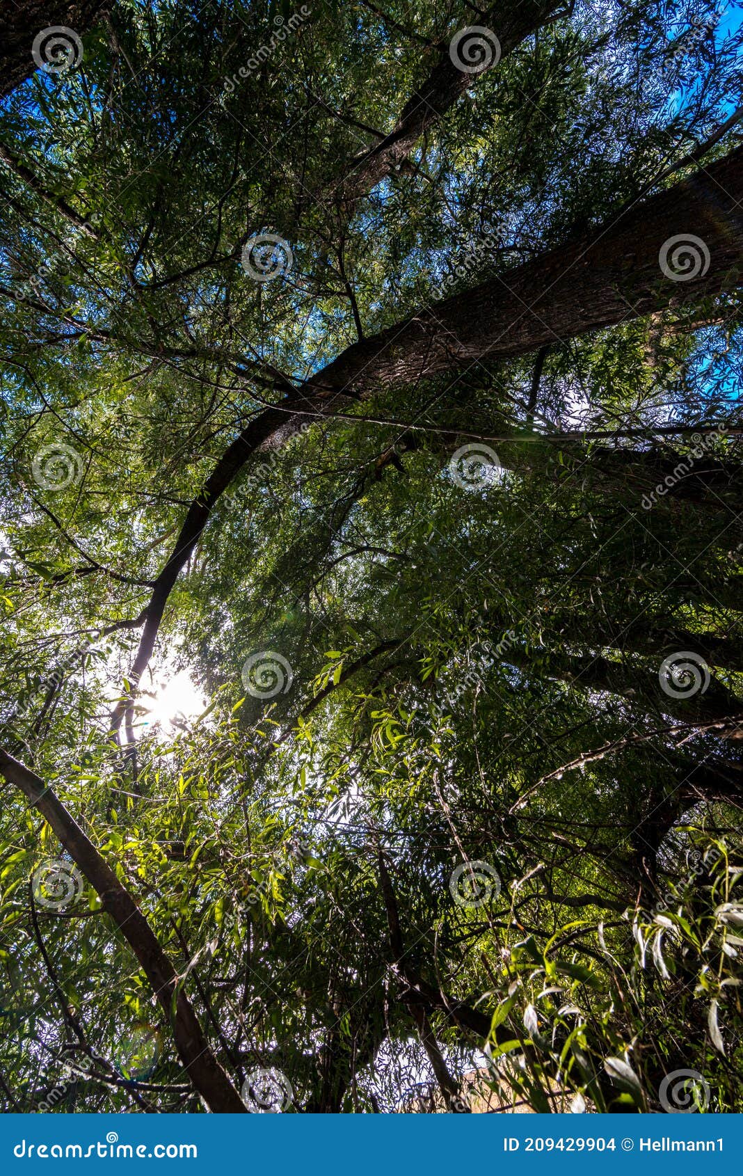 Under the Canopy stock photo. Image of beam, remote - 209429904