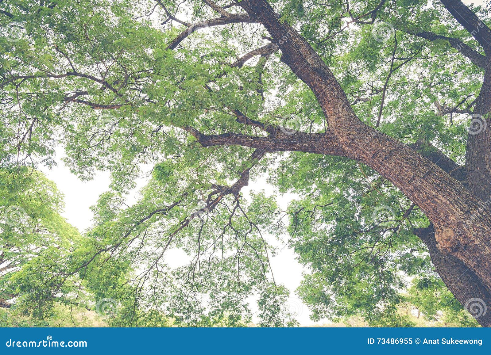 Under the Giant tree stock image. Image of nature, rain - 73486955
