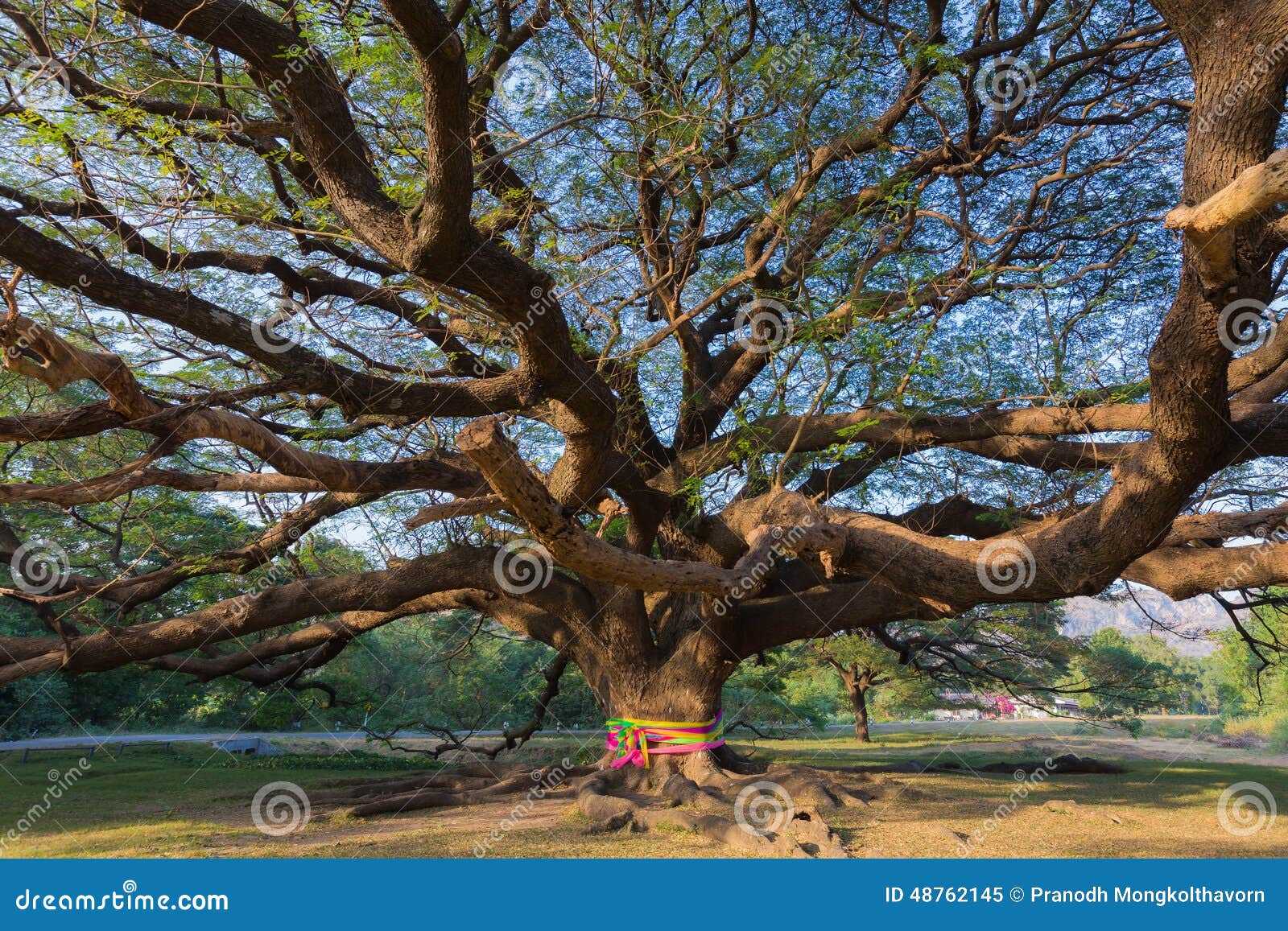 Under the Giant tree stock image. Image of outdoor, hill - 48762145