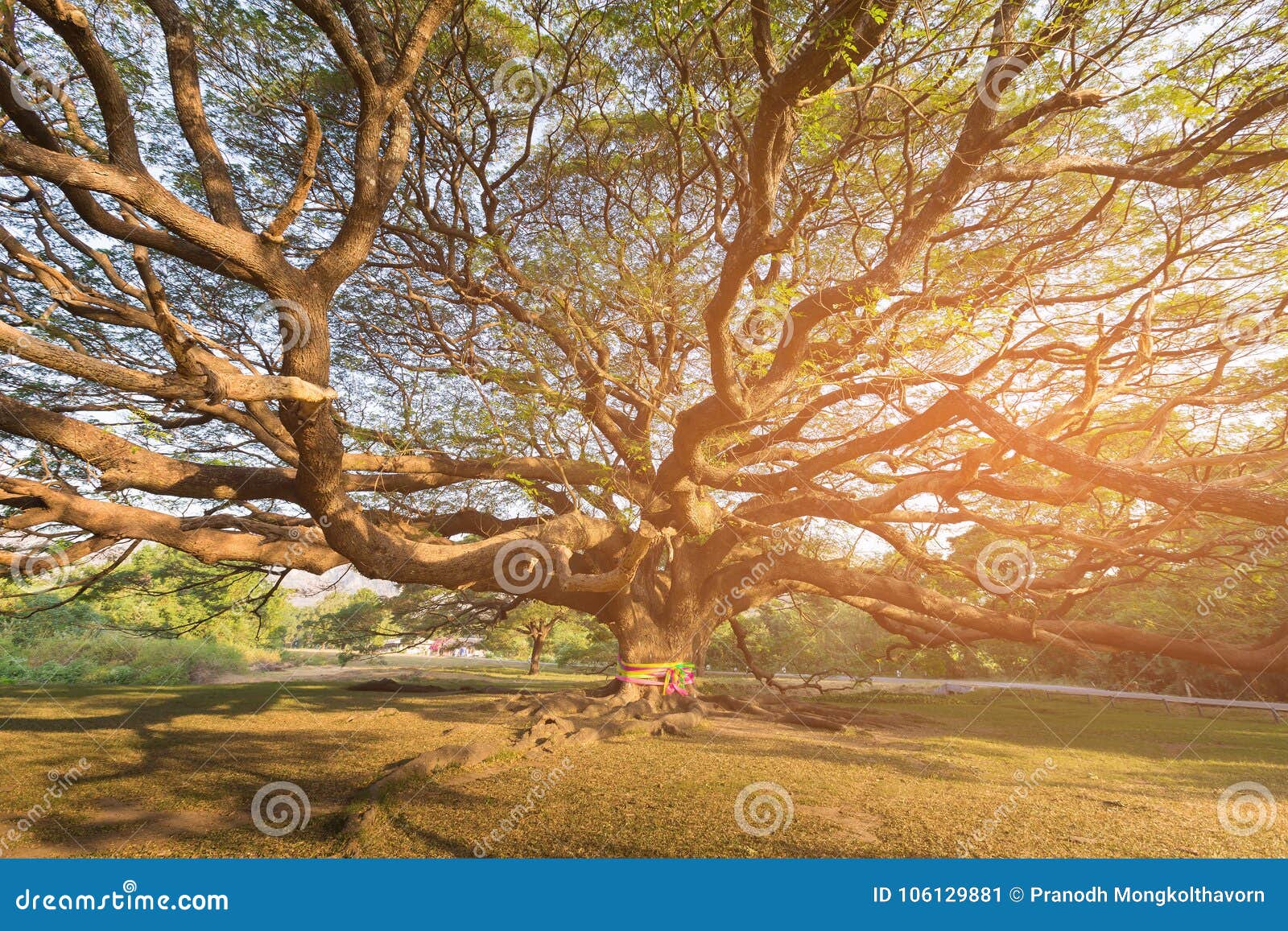Under Giant Tree with Sun Light Effect Stock Image - Image of landscape ...