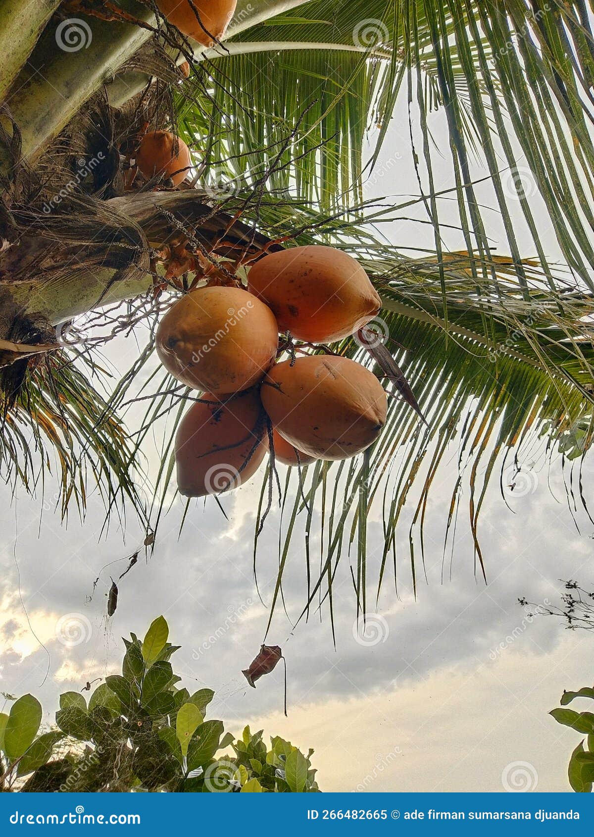 Under Golden Coconut Tree with Dark Cloud Stock Image - Image of golden ...
