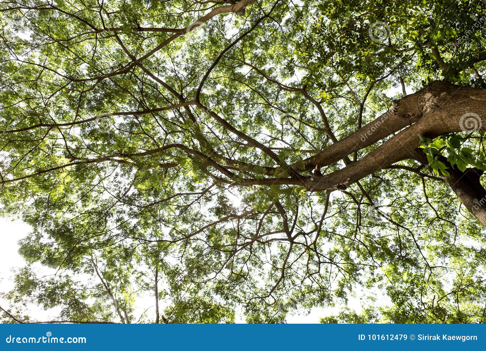 Under the green tree stock image. Image of background - 101612479