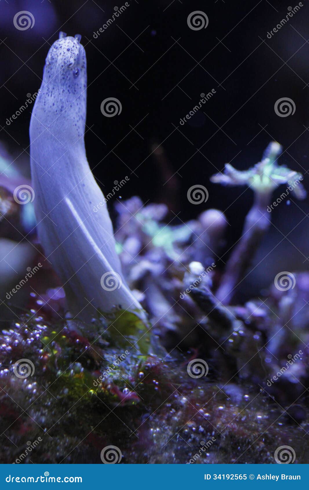Under ground Eel stock image. Image of ground, school - 34192565