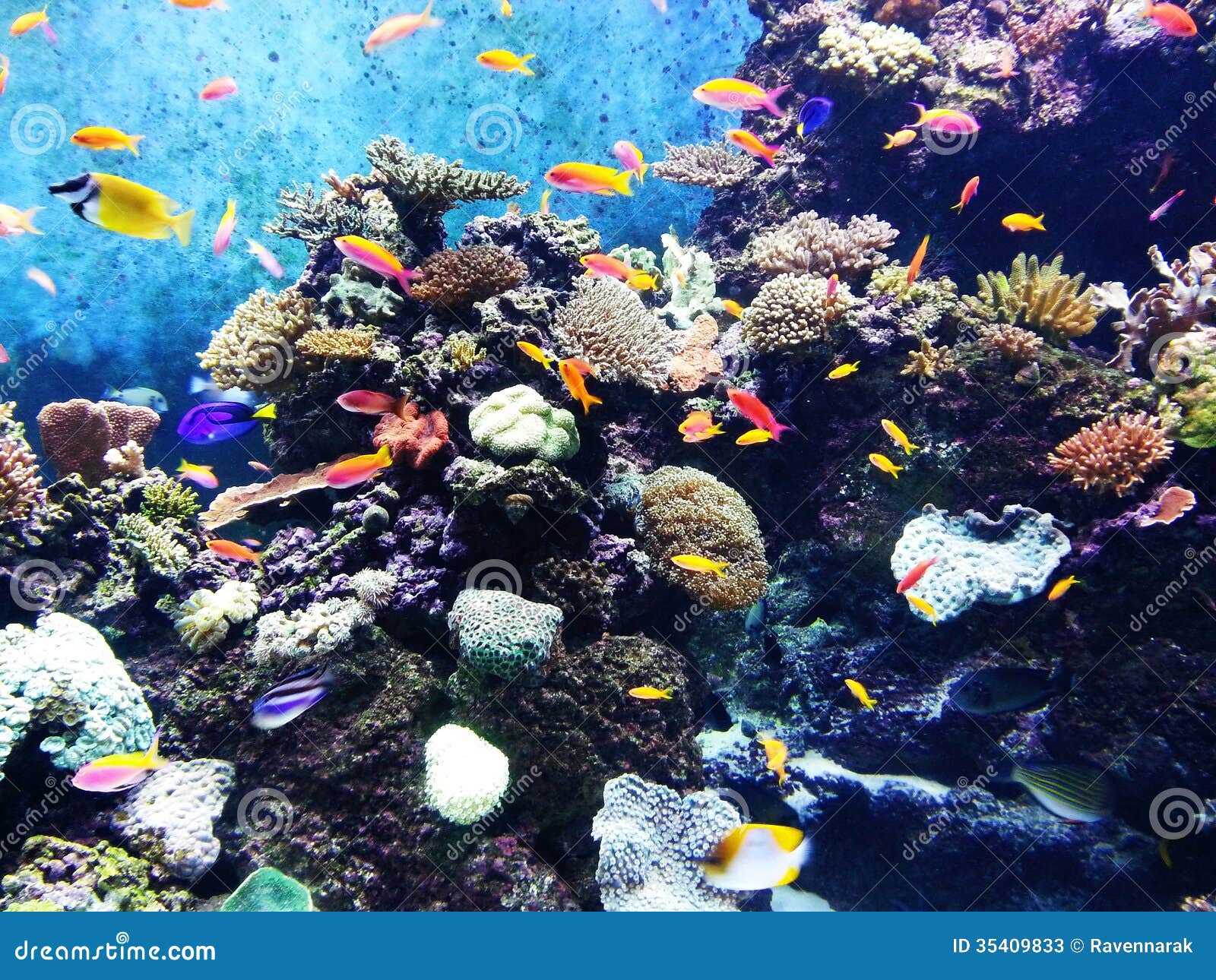Under havet fotografering för bildbyråer. Bild av färgrikt - 35409833