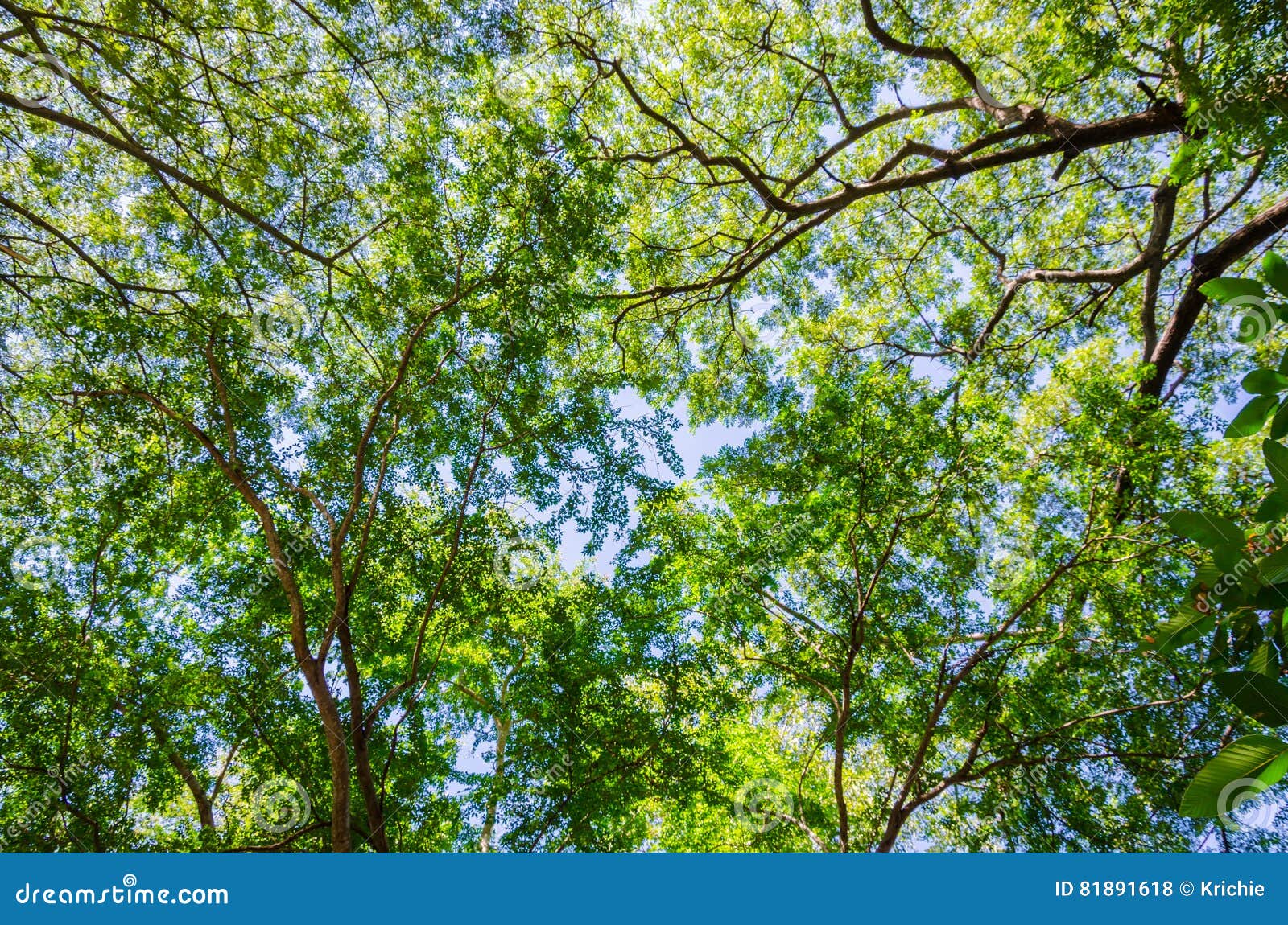 Under the high tree stock photo. Image of park, natural - 81891618