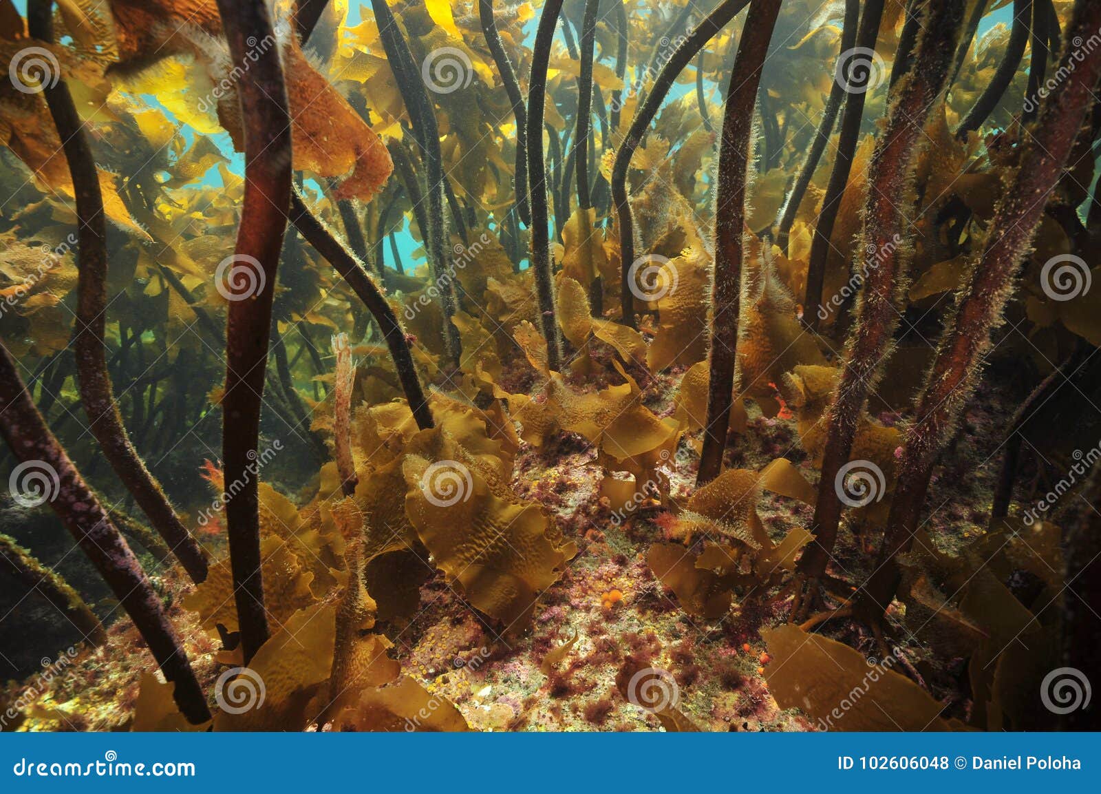 Under kelp forest canopy stock photo. Image of ecklonia - 102606048