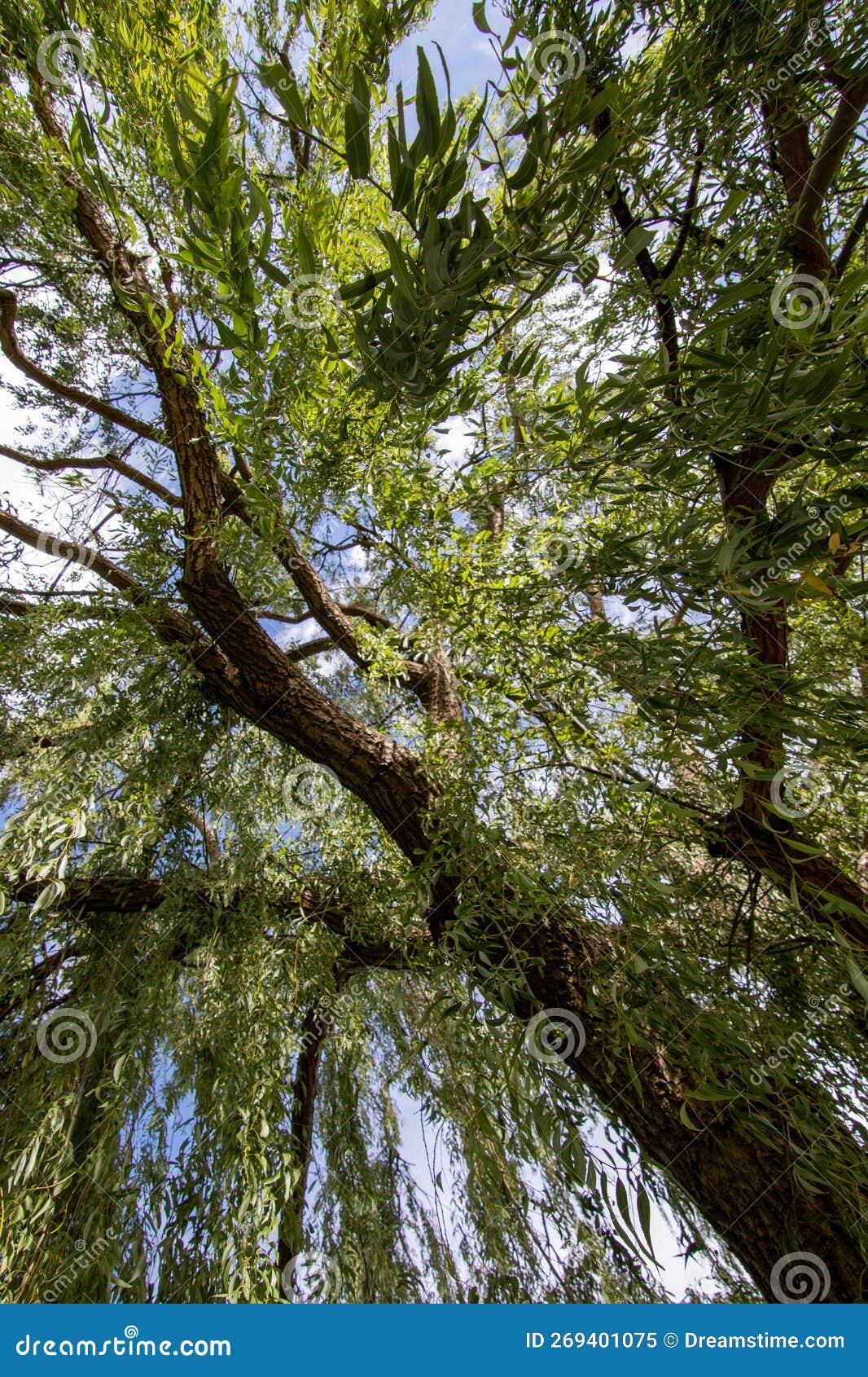 From Under the Leafy Willow Tree Stock Image - Image of book, angle ...