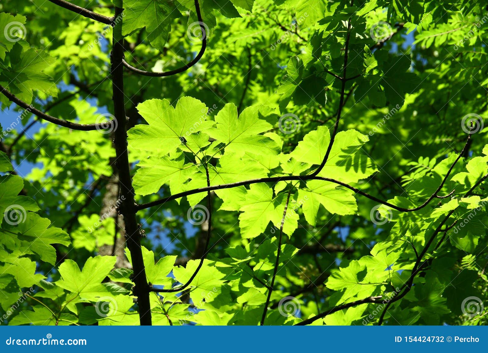 Green leaves of tree stock photo. Image of life, deciduous - 154424732