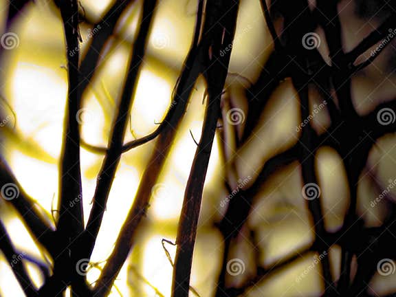 Under the Lens of a Microscope, a Thin Slice of Tissue Unveils a ...