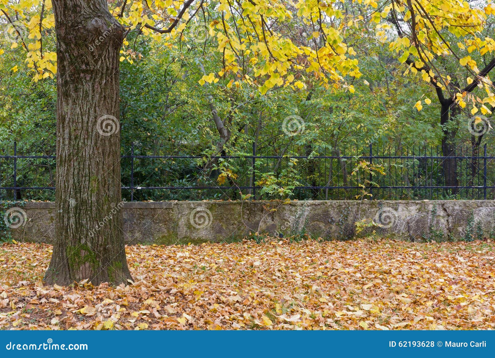 Under the Linden Tree in Autumn Stock Photo - Image of fall, forest ...