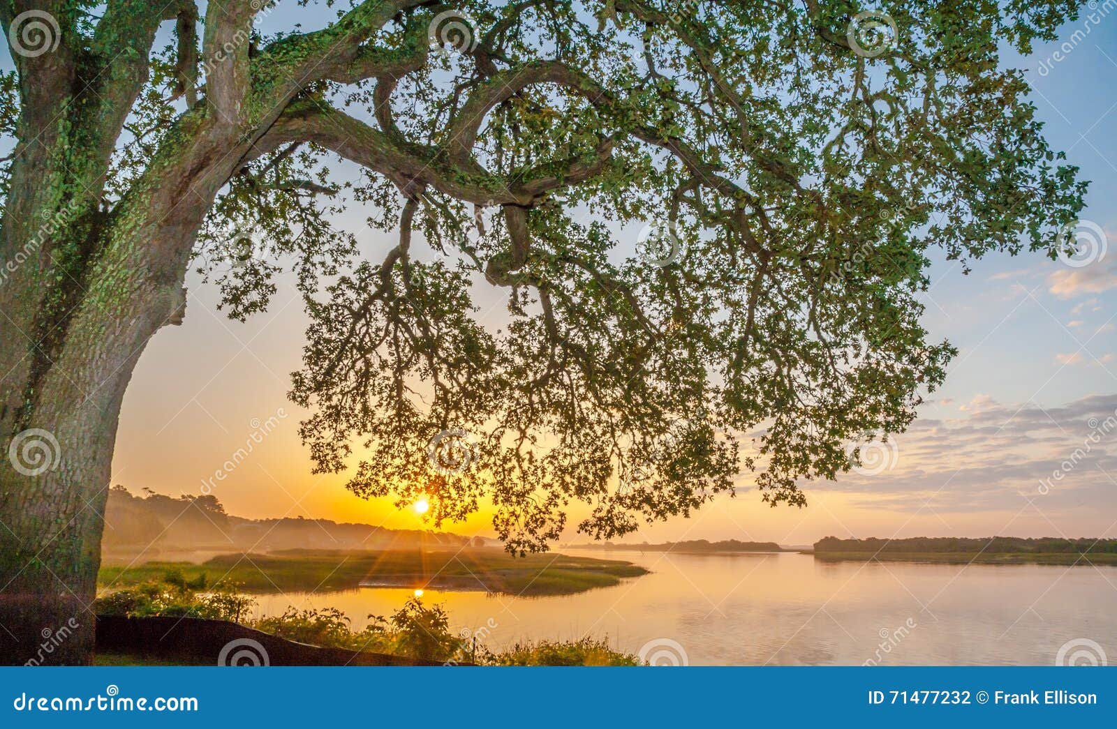 Under the live oak tree stock photo. Image of tree, live - 71477232