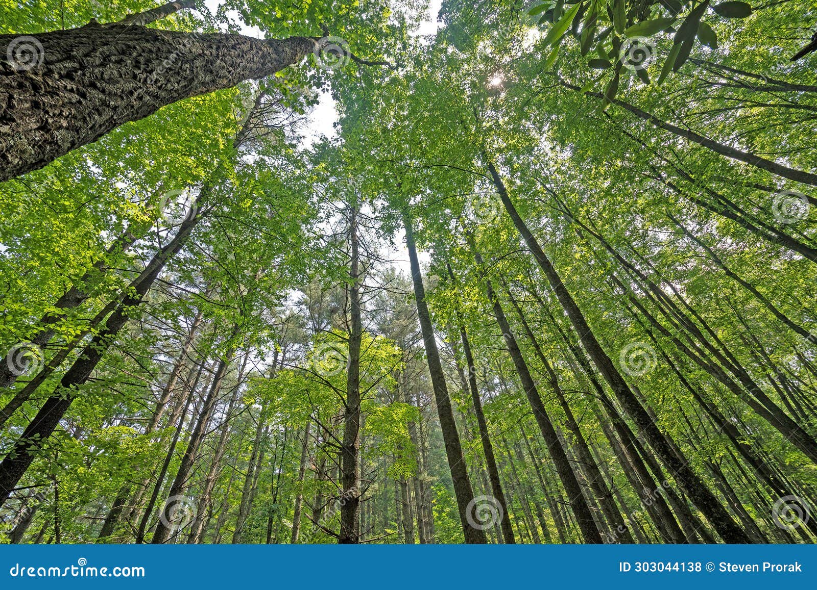 The Majestic Forest Canopy, The Awe-inspiring Beauty Of The Dense ...