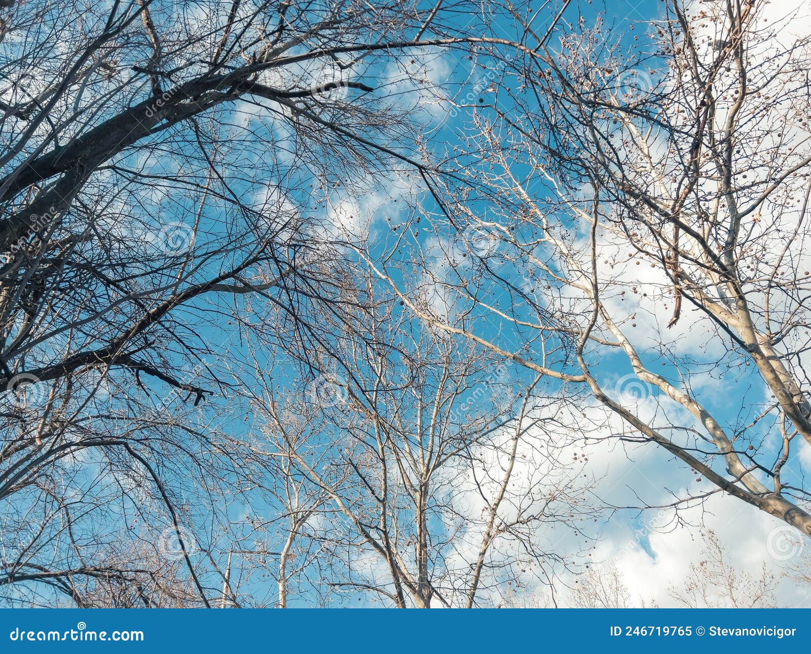 Under the Maple Tree, Low Angle View of Bare Branches of a Treetop ...
