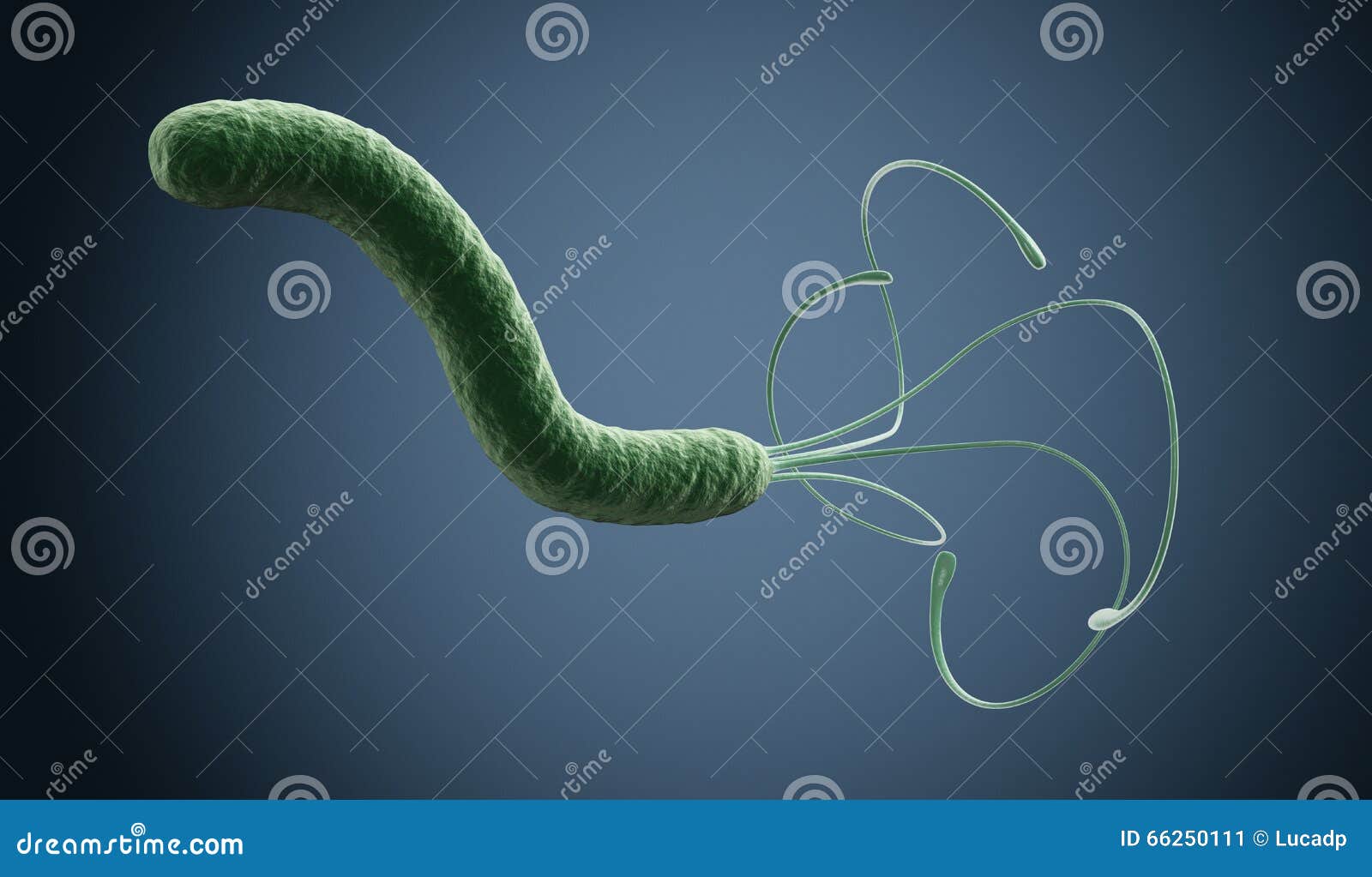 Under the Microscope, Helicobacter Bacterium Stock Illustration ...