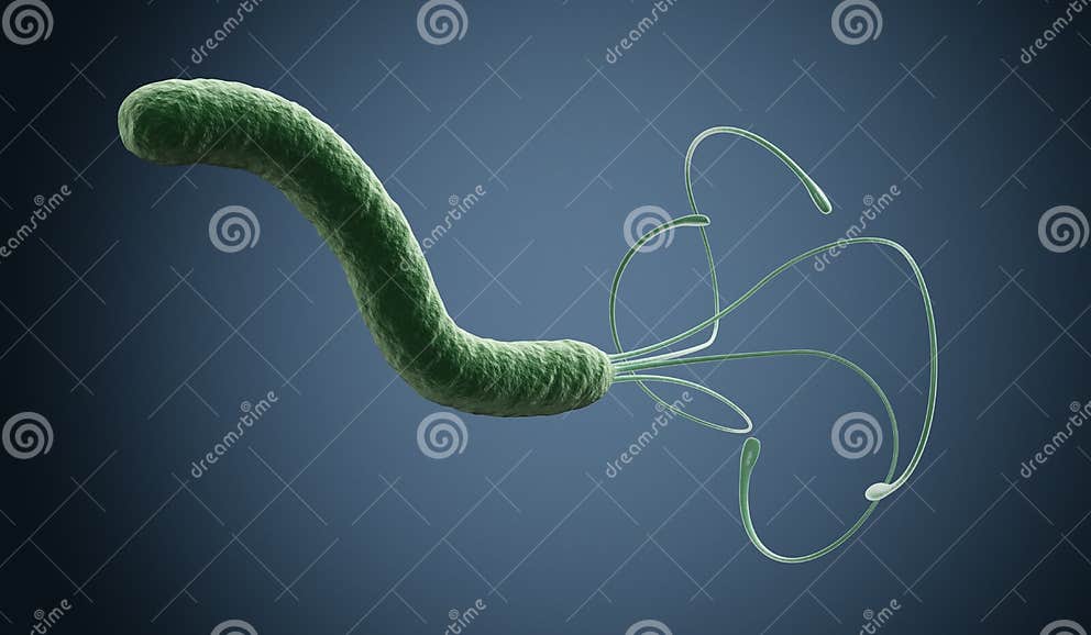 Under the Microscope, Helicobacter Bacterium Stock Illustration ...