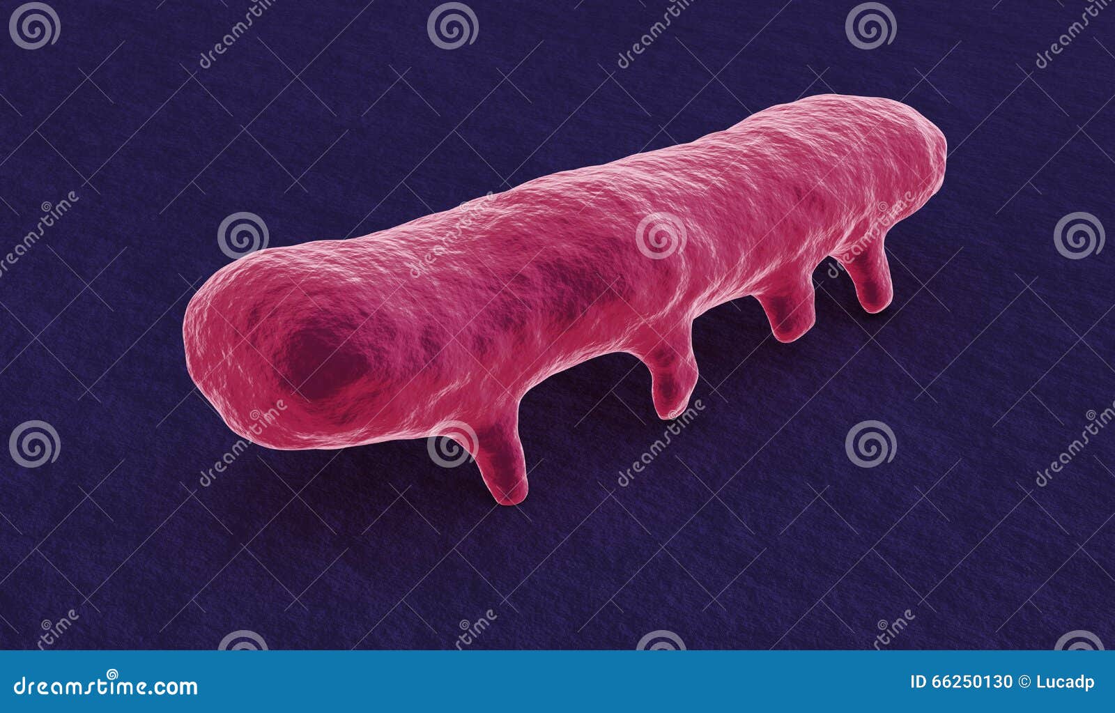 Under the Microscope, Salmonella Bacterium Stock Illustration ...