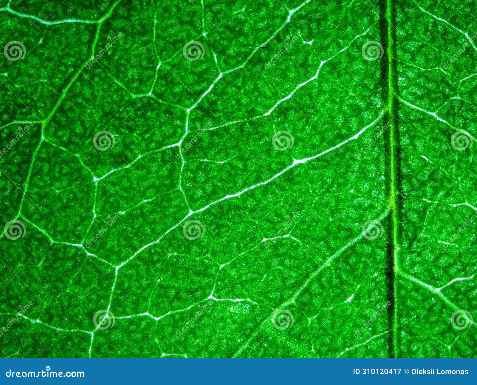 Under the Microscope, a Seemingly Ordinary Piece of Paper Transforms ...