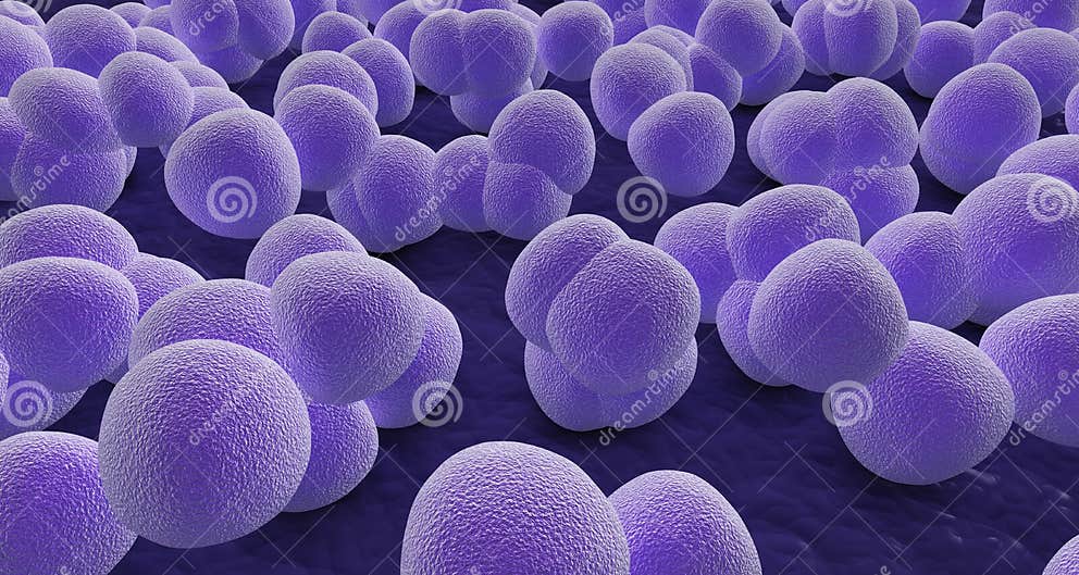 Under the Microscope, Staphylococcus Stock Illustration - Illustration ...