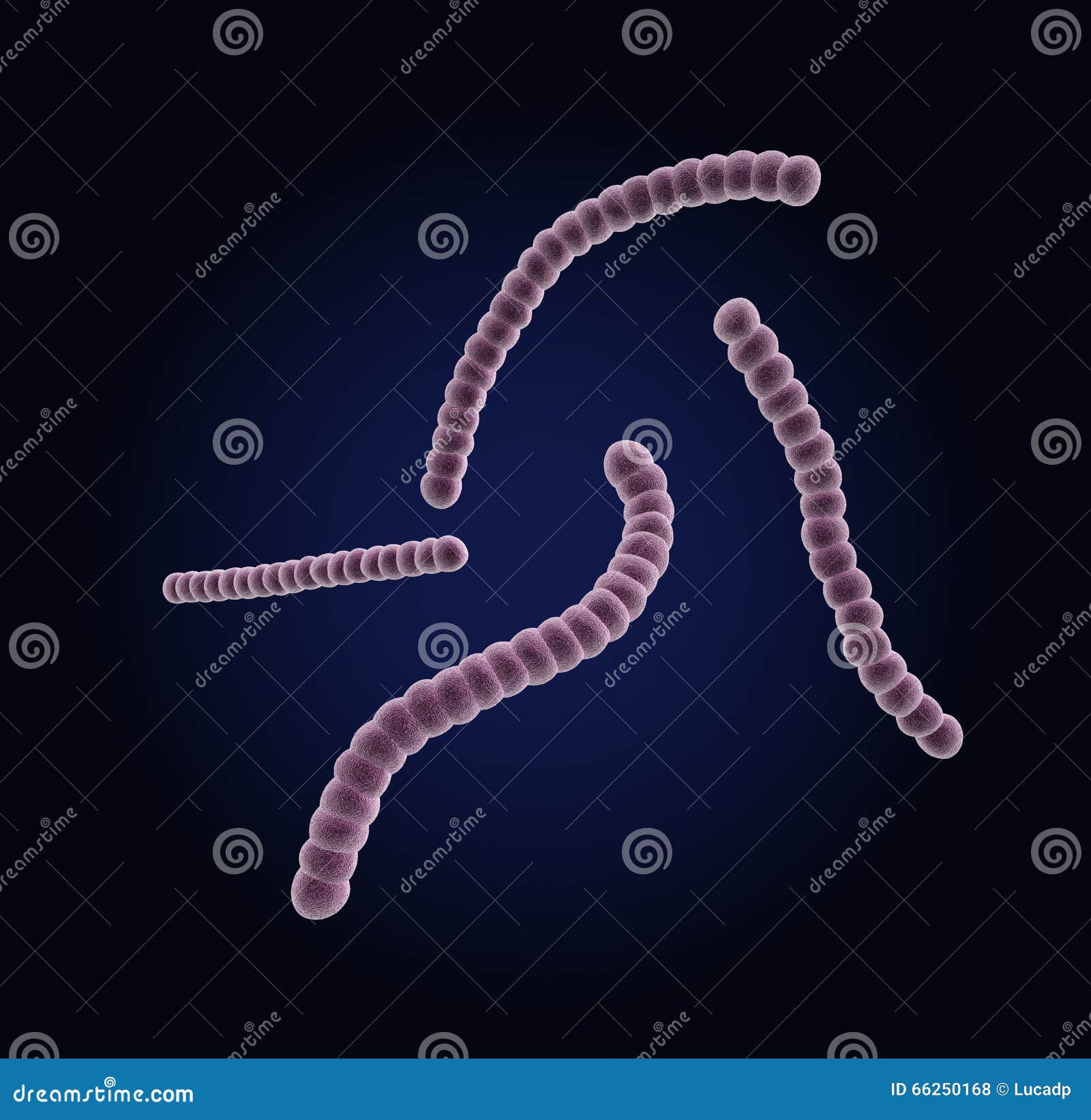 Streptococcus Under Microscope