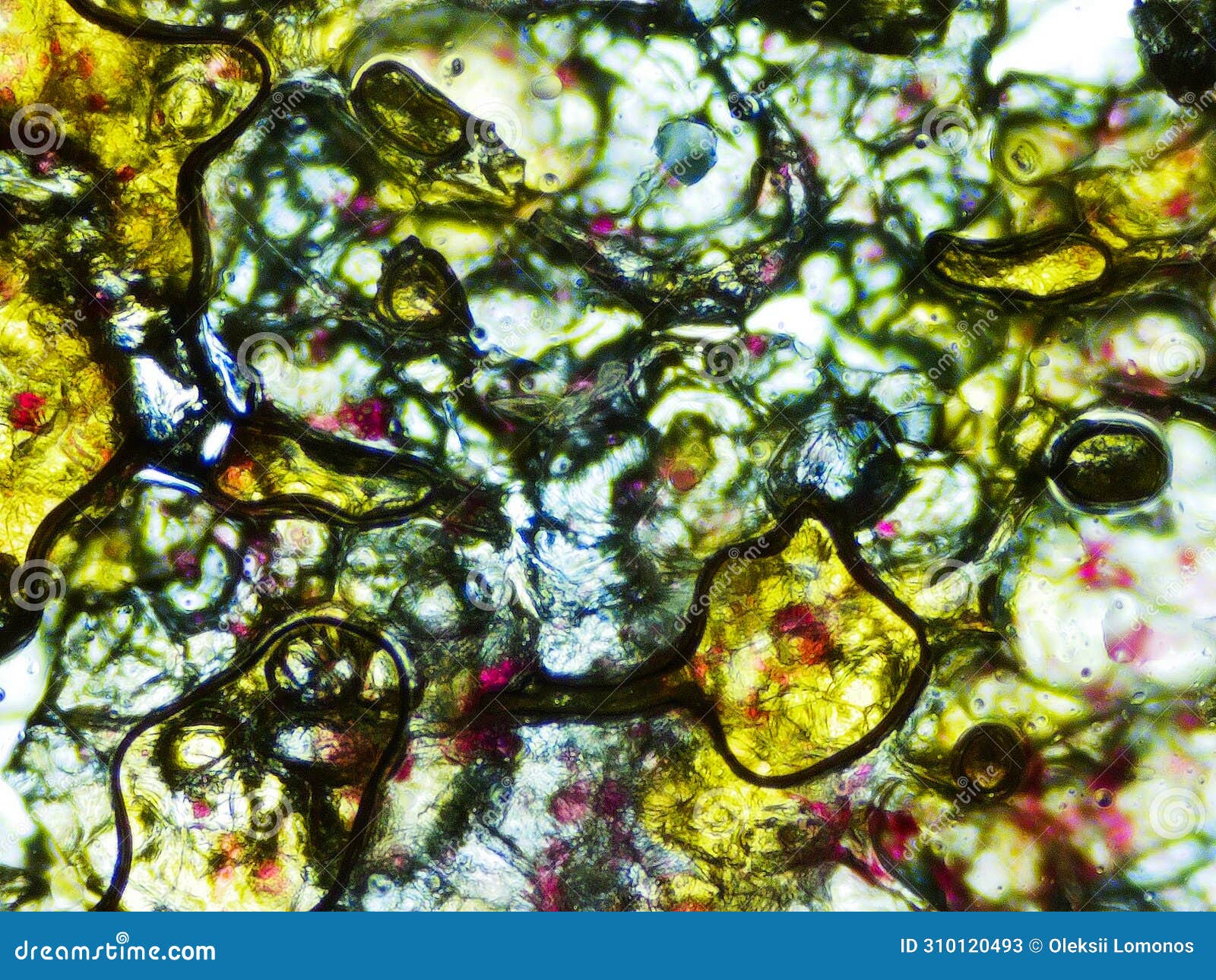 Under the Microscope, the Surface of a Potato Chip Reveals a ...