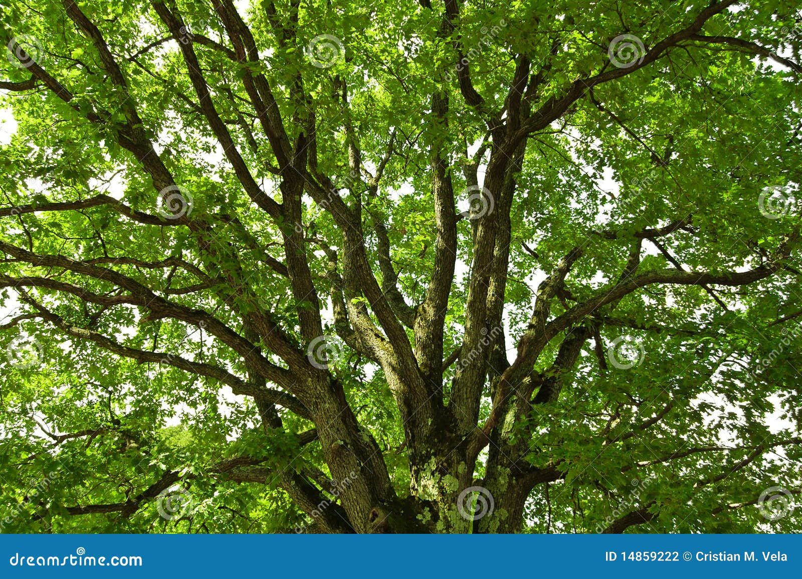 Under an oak tree stock photo. Image of high, strong - 14859222