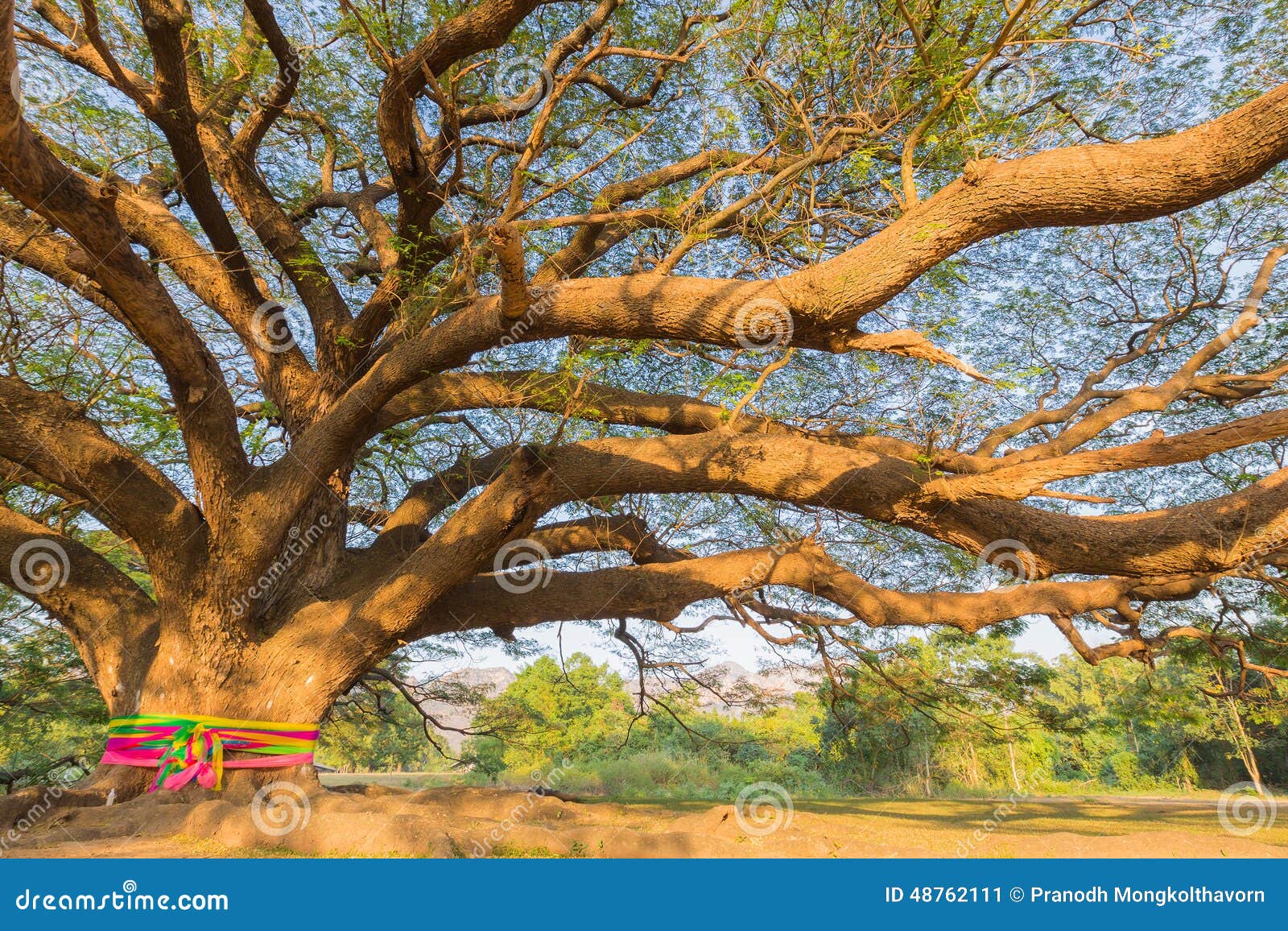 Under the Old Big Giant Tree Stock Image - Image of holiday, parks ...