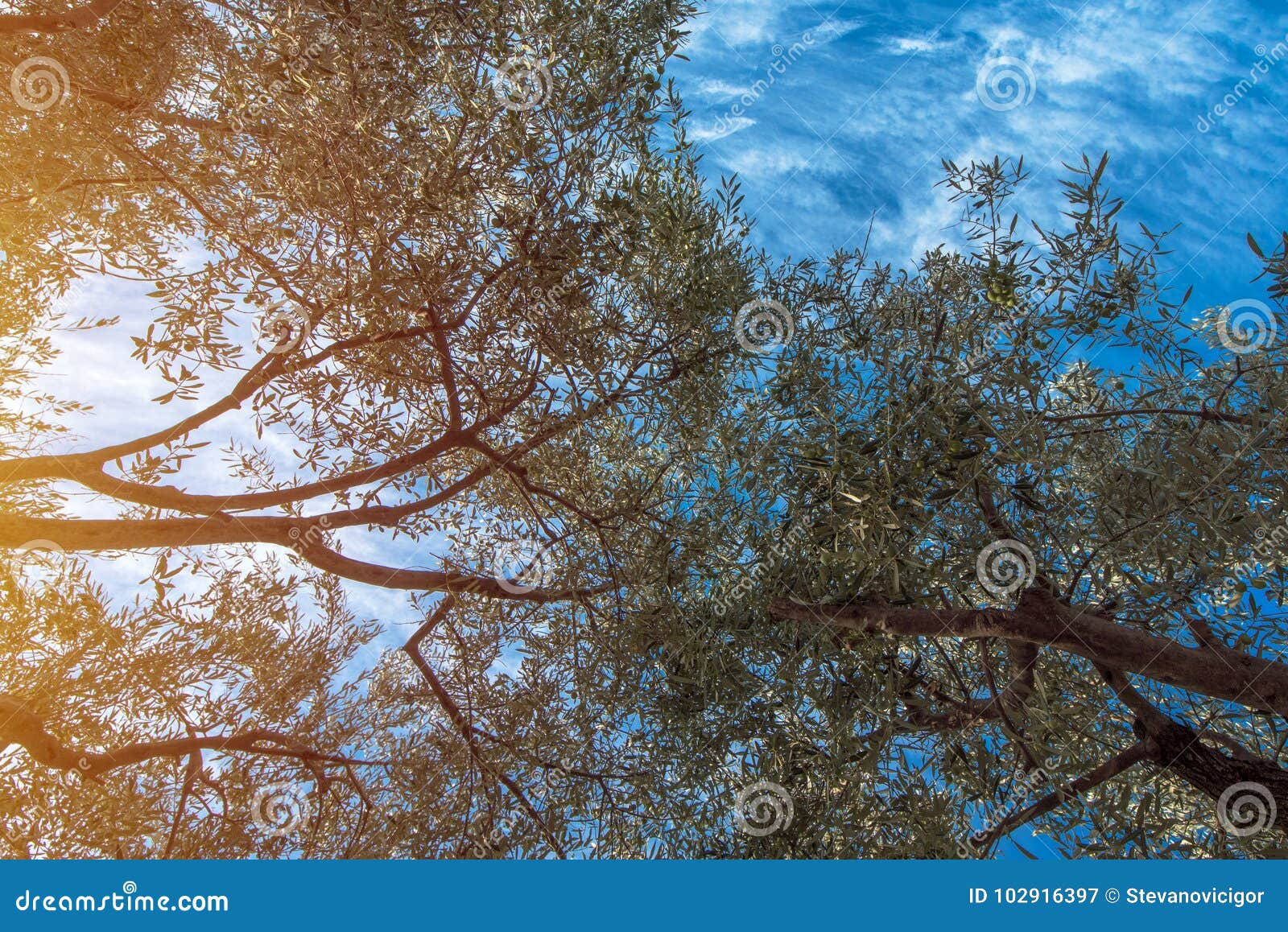 Under olive tree stock image. Image of country, mediterranean - 102916397