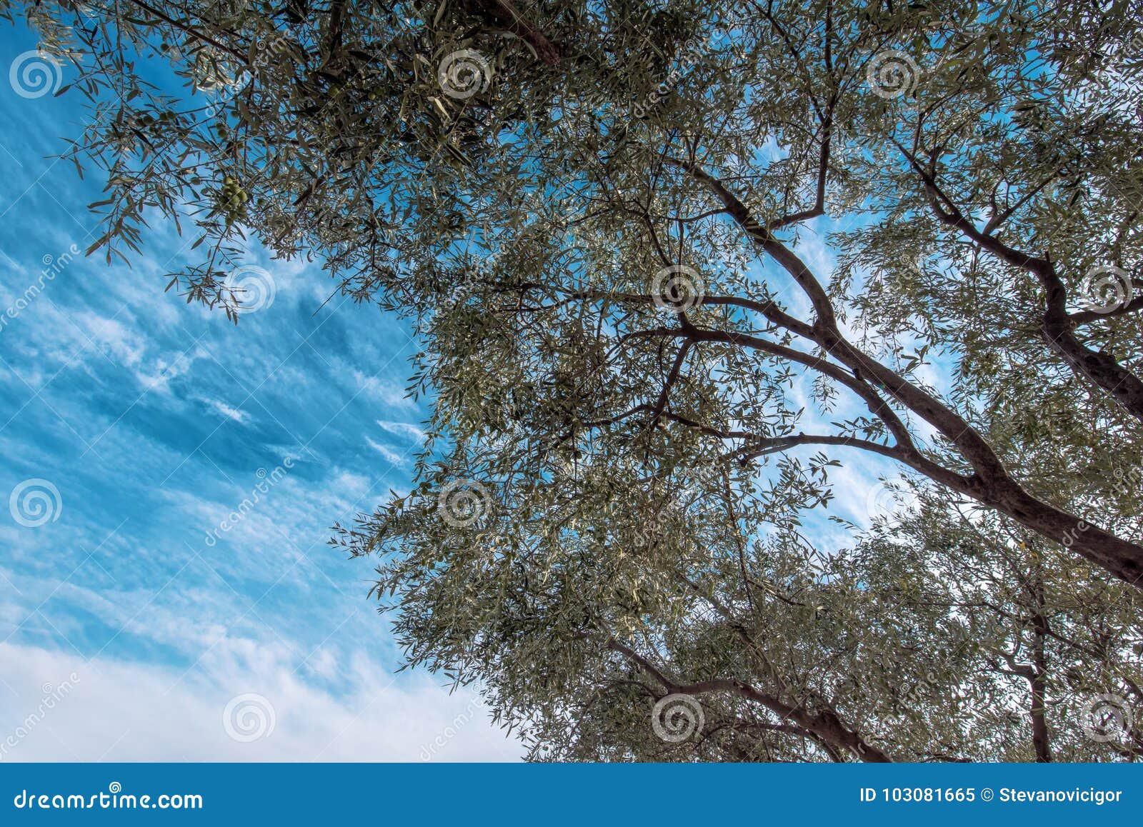Under olive tree stock image. Image of plantation, peaceful - 103081665