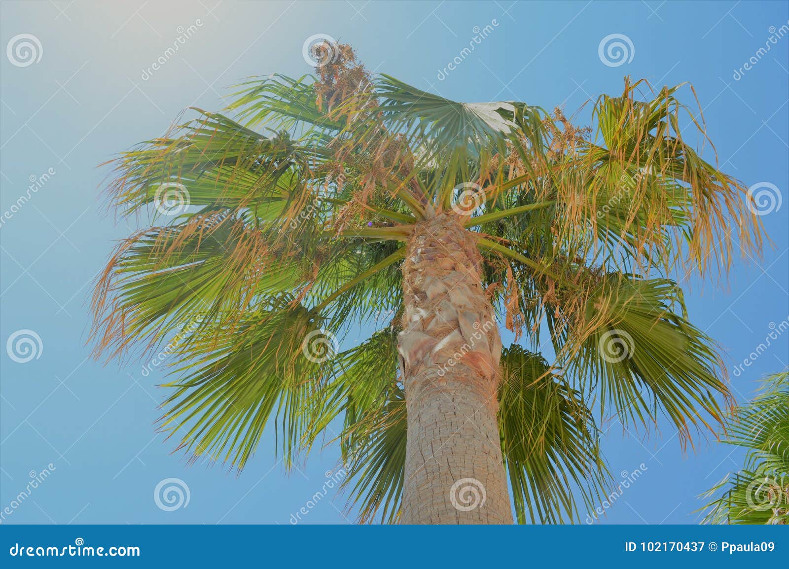 Under the palm tree stock image. Image of montains, misty - 102170437