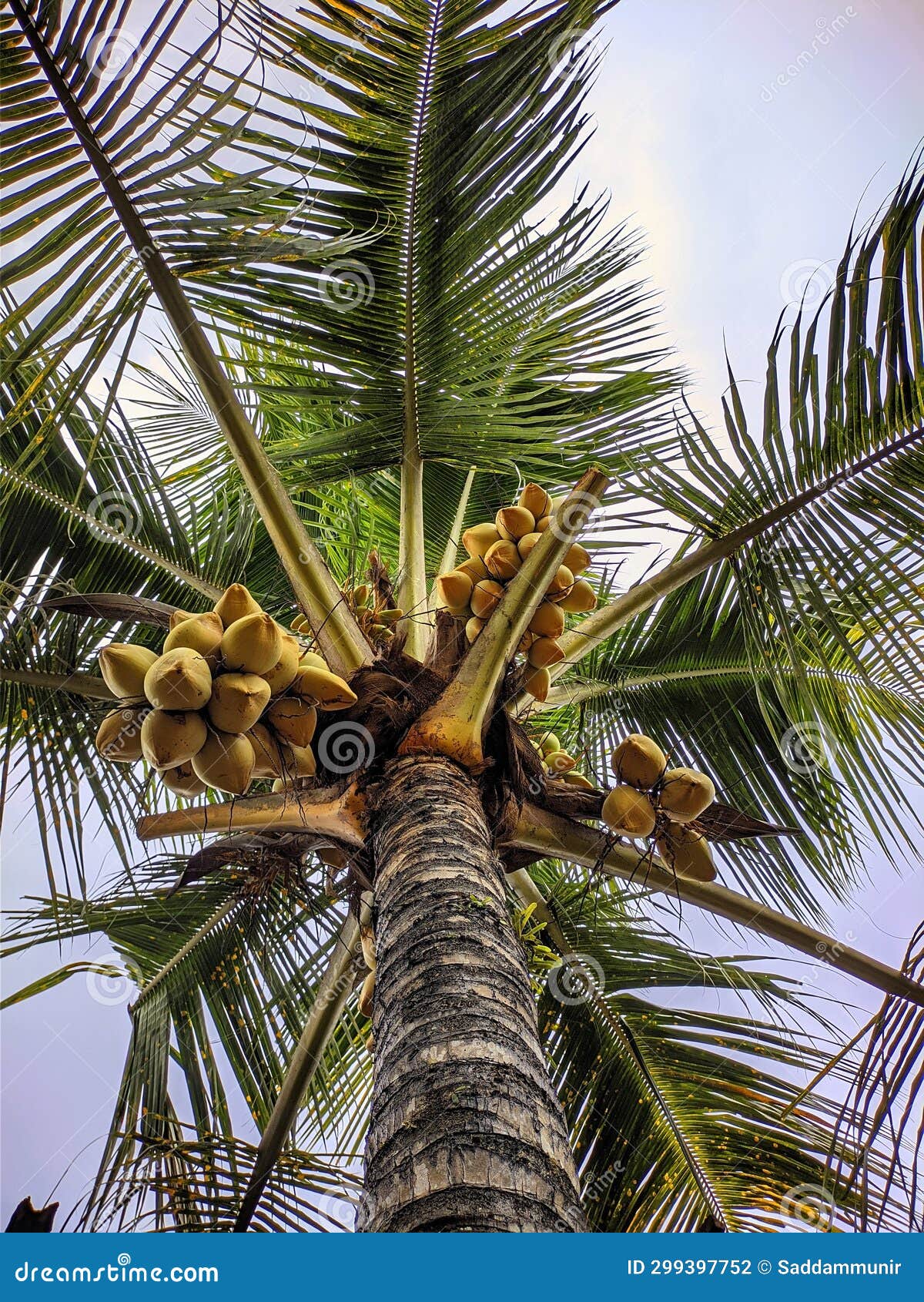 From Under a Palm Tree with Green Branches and Coconuts Facing a ...