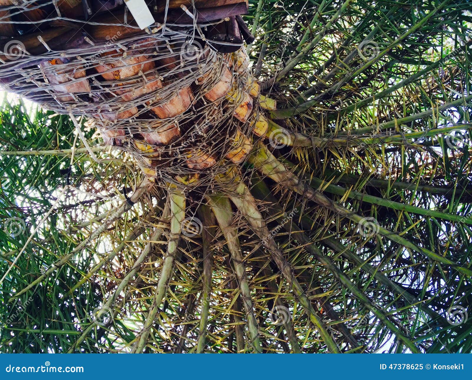 Under the palm tree stock image. Image of wire, plant - 47378625