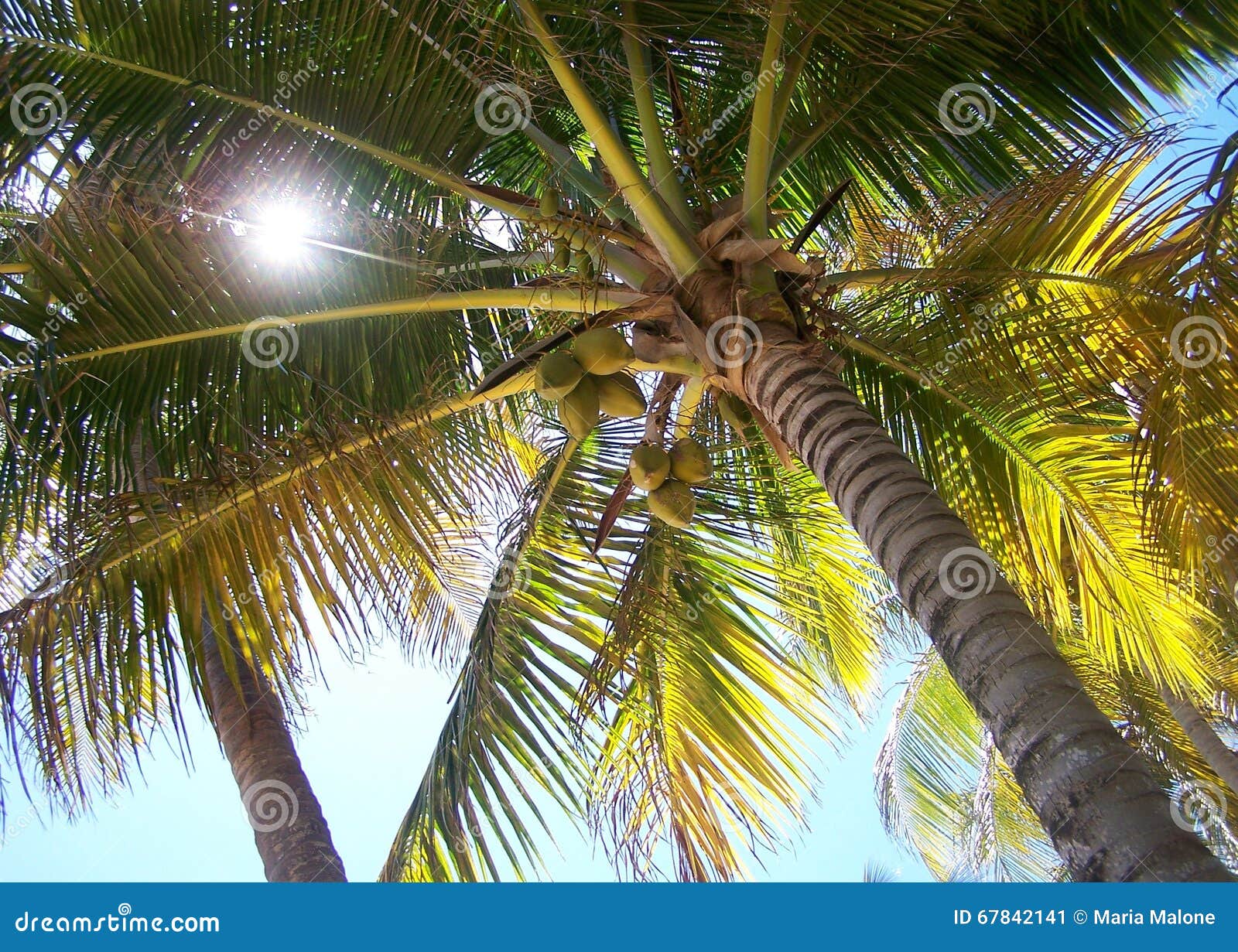 Under a palm tree stock image. Image of banks, palms - 67842141