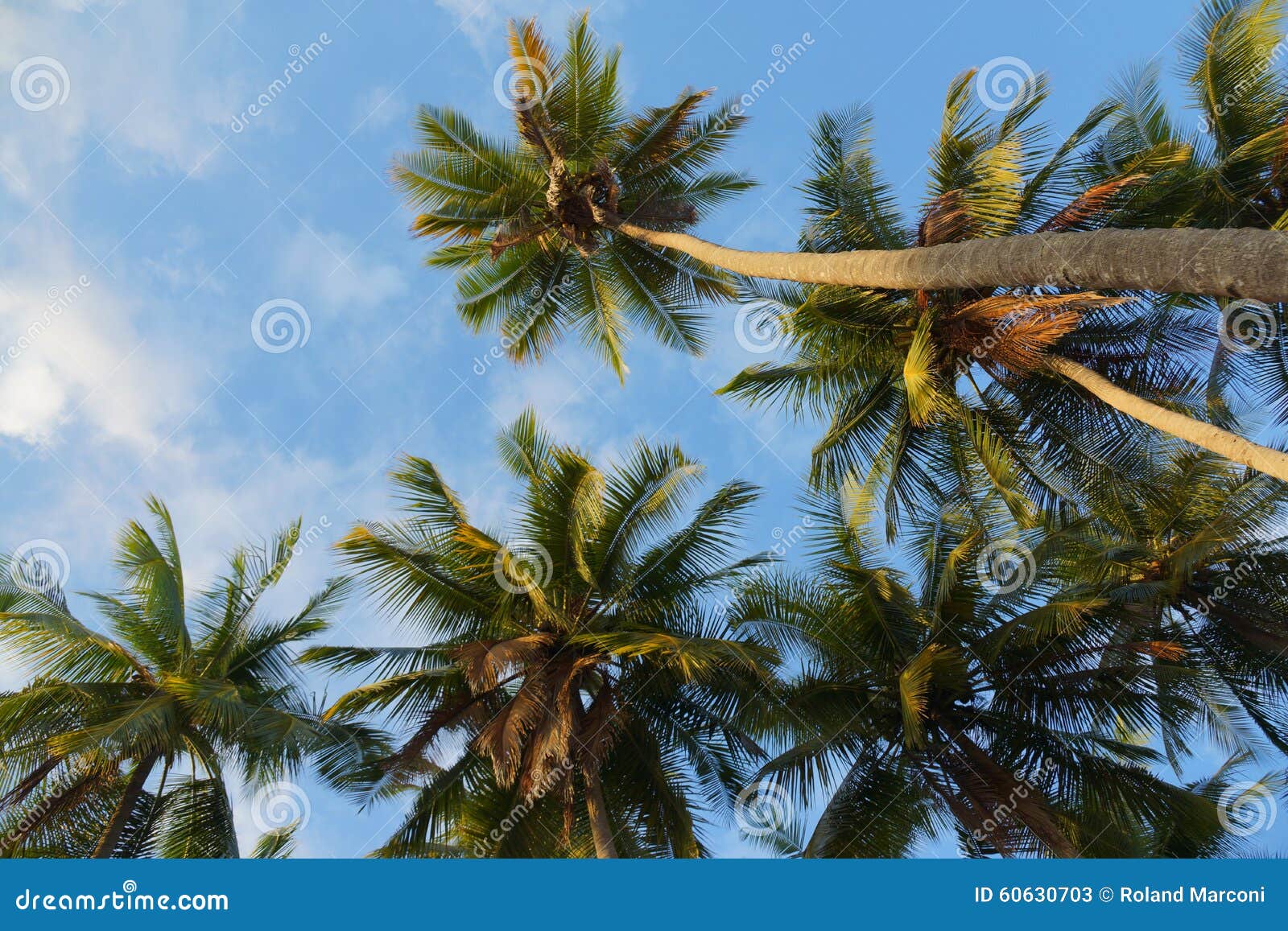 Under palm trees stock image. Image of beach, relaxing - 60630703