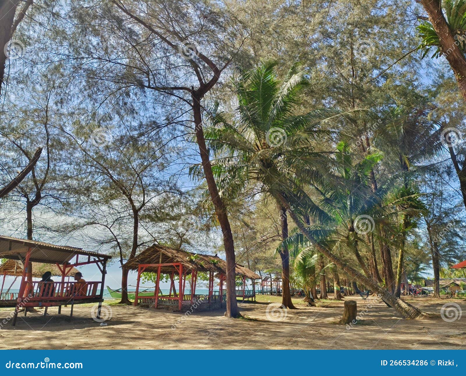 Under Pine and Coconut Tree Stock Photo - Image of neighbourhood, trees ...