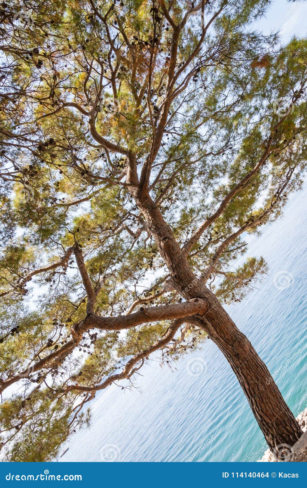 Under the Pine Tree Branches Crown Stock Photo - Image of adriatic ...